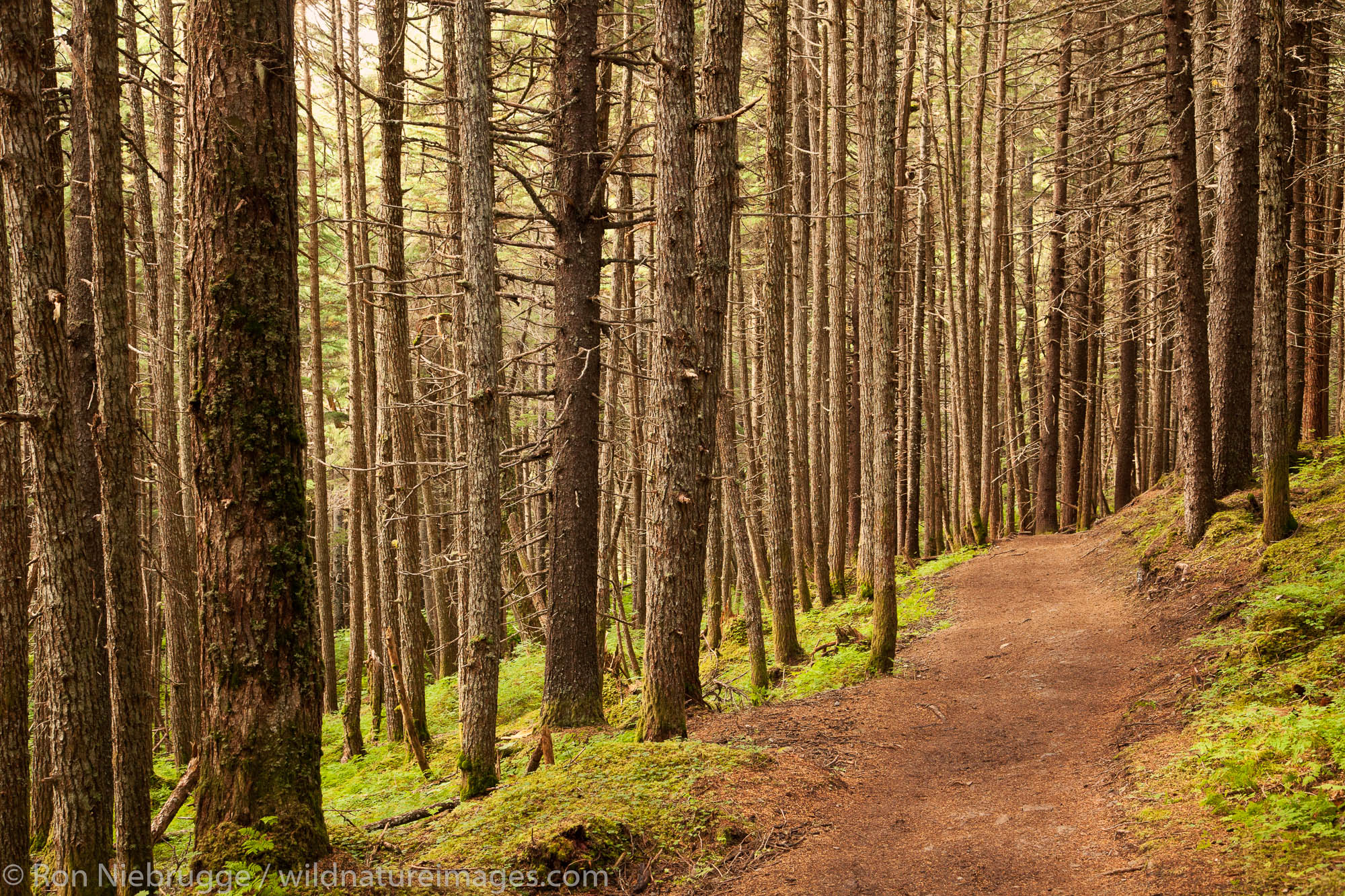 Winner Creek Trail | Photos by Ron Niebrugge
