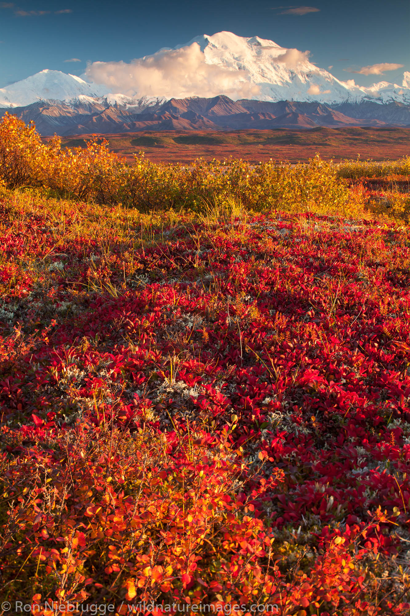 Autumn in Denali National Park | Photos by Ron Niebrugge