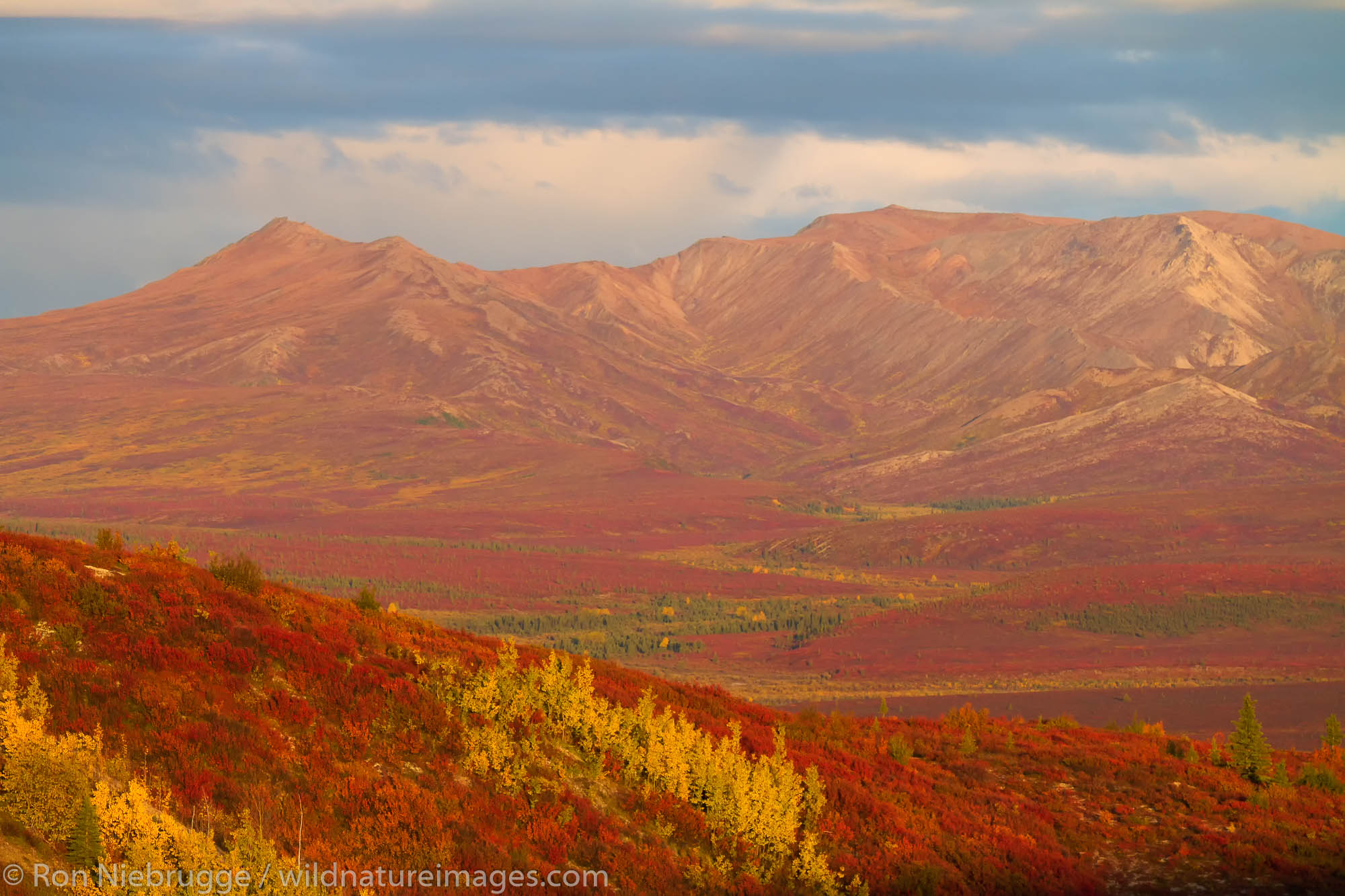 Autumn, Denali National Park | Photos by Ron Niebrugge