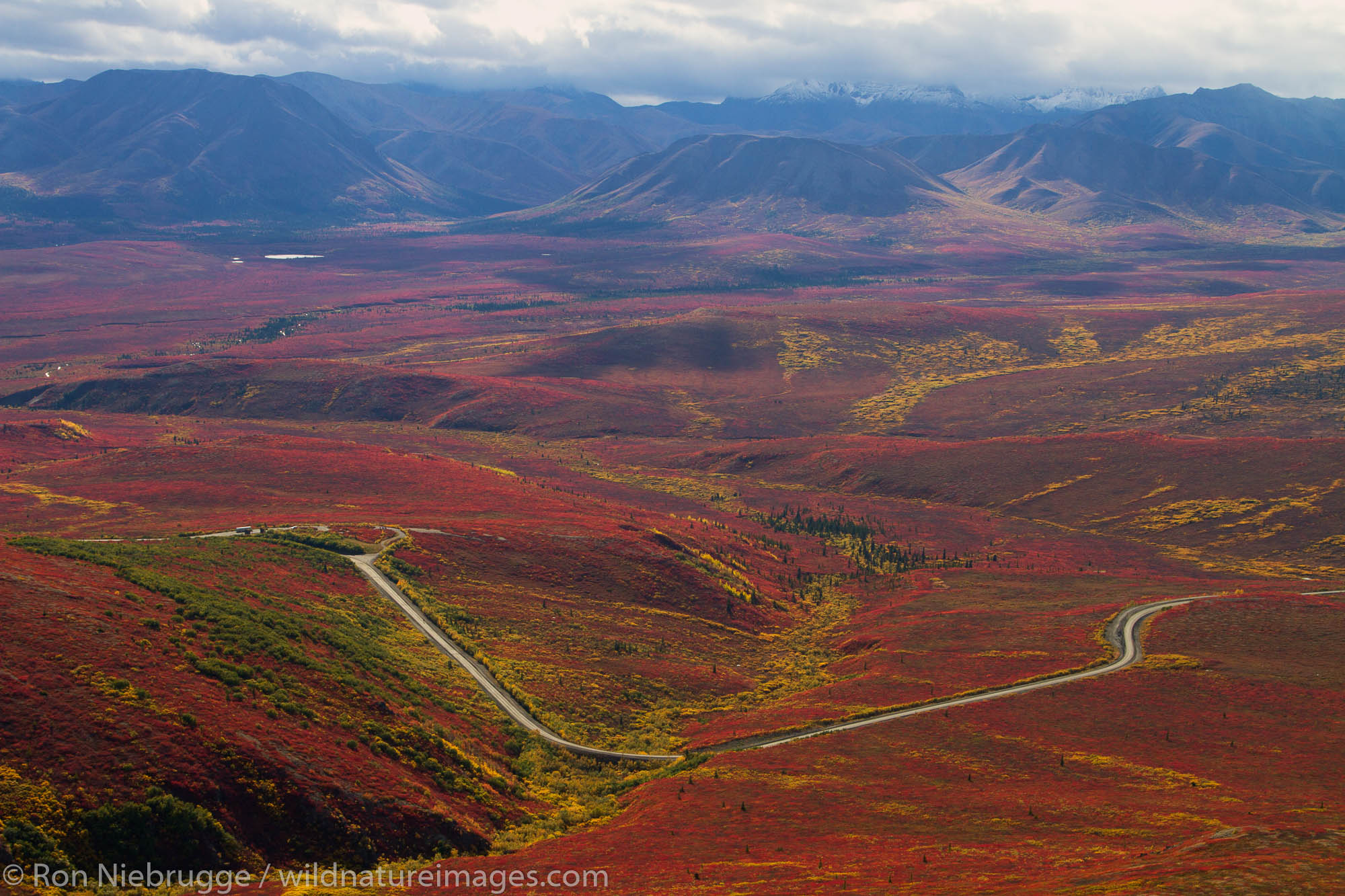 Fall, Denali National Park | Photos by Ron Niebrugge
