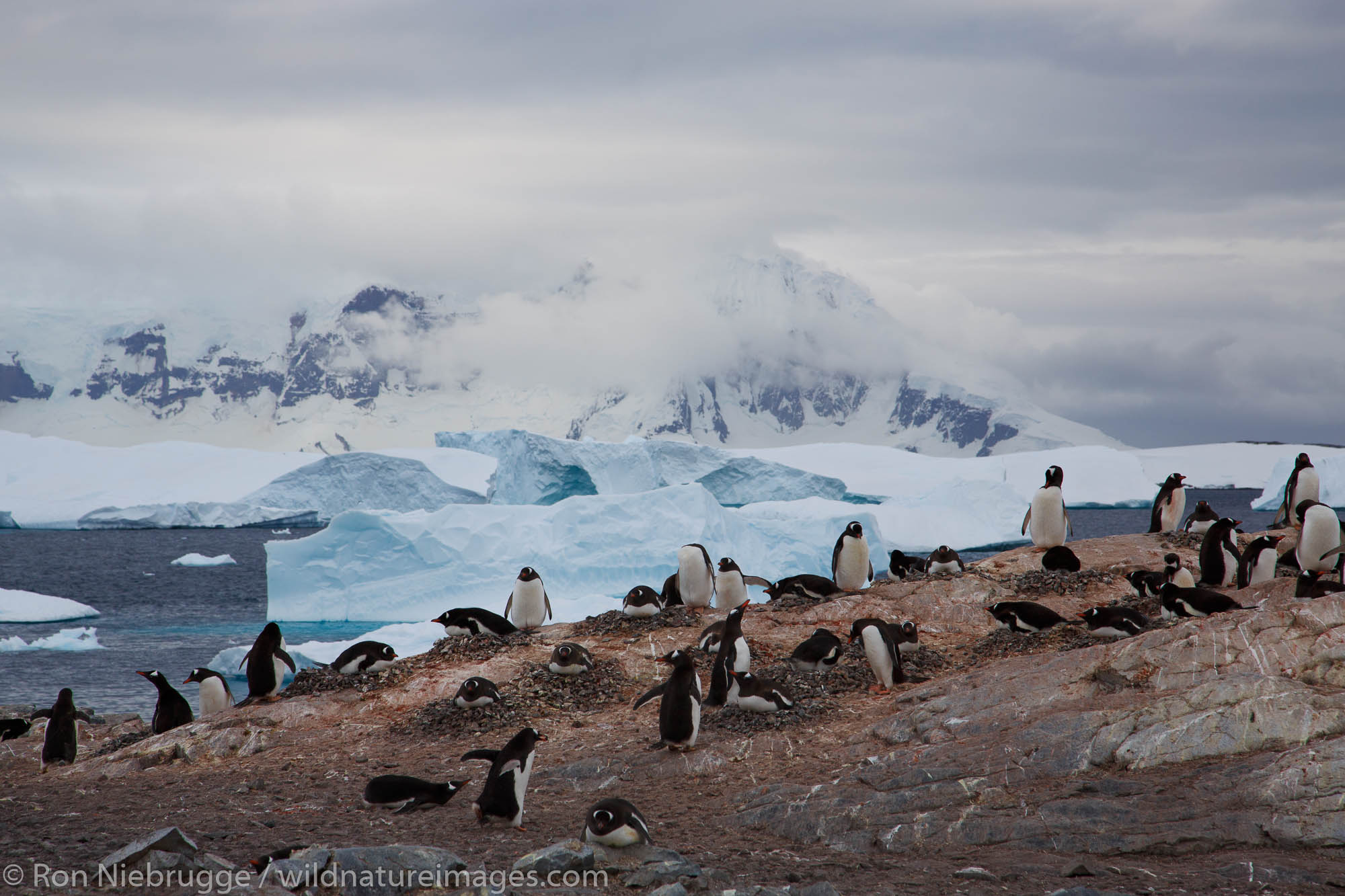 Cuverville Island, Antarctica | Photos by Ron Niebrugge