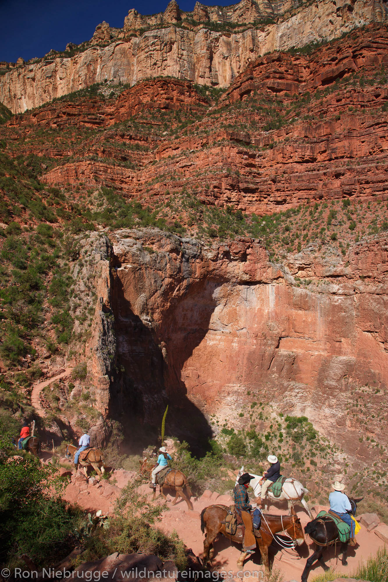 Bright Angel Trail Photos By Ron Niebrugge Bright Angel Trail Photos By Ron Niebrugge