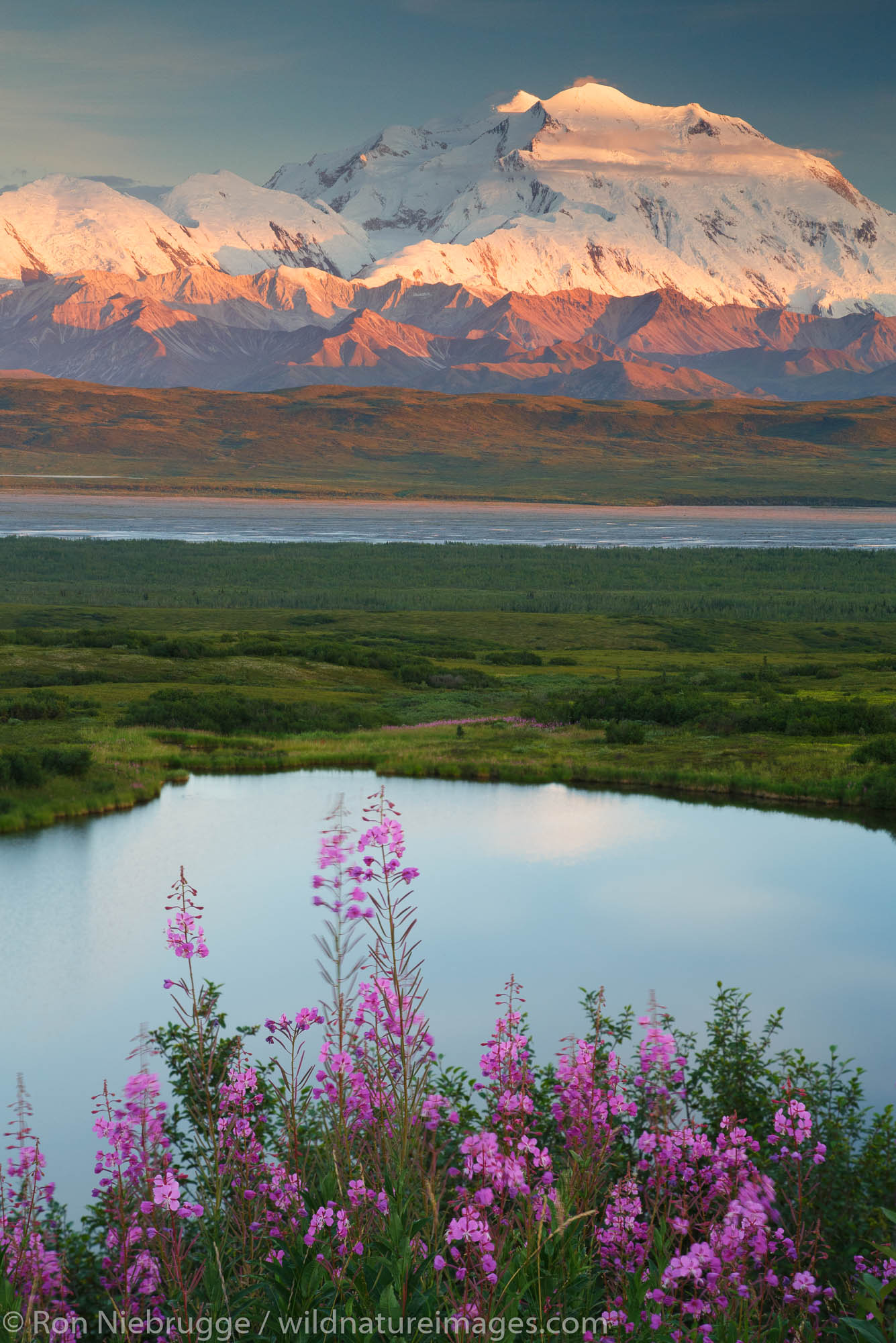 Denali | Denali National Park, Alaska. | Photos by Ron Niebrugge