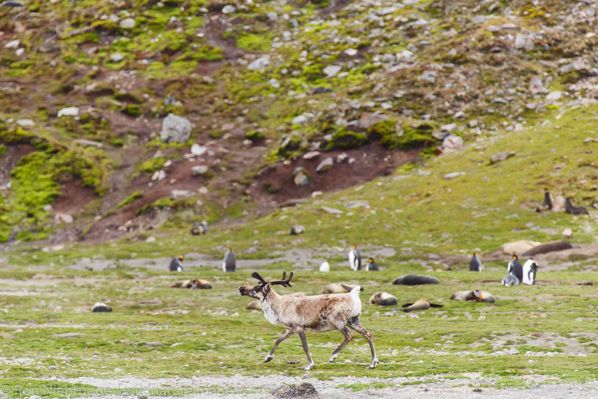 Reindeer | Photos by Ron Niebrugge