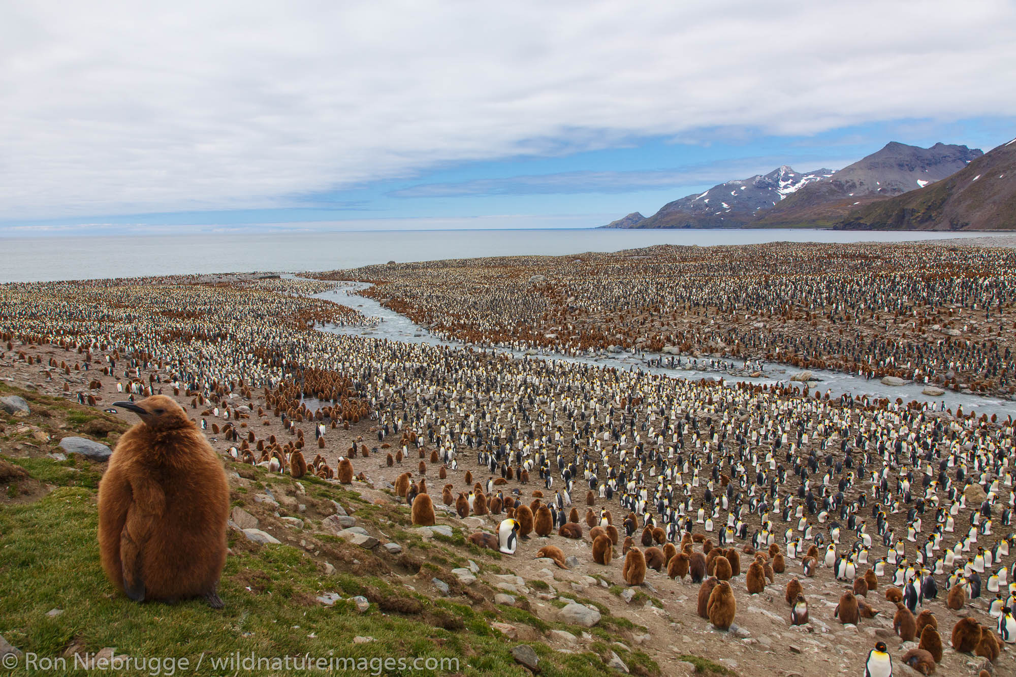 Saint Andrews Bay | Photos by Ron Niebrugge