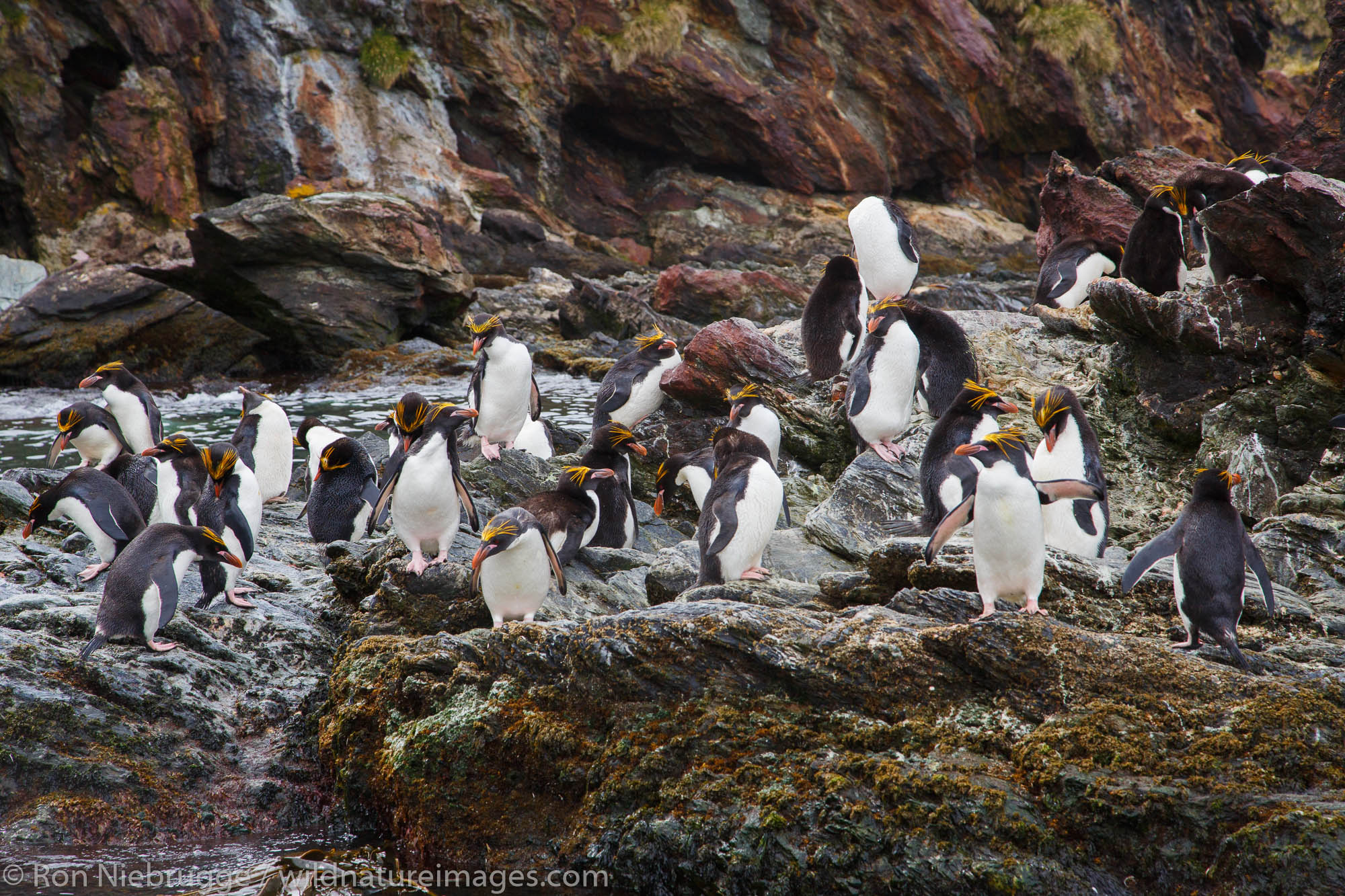 Macaroni penguins | Photos by Ron Niebrugge