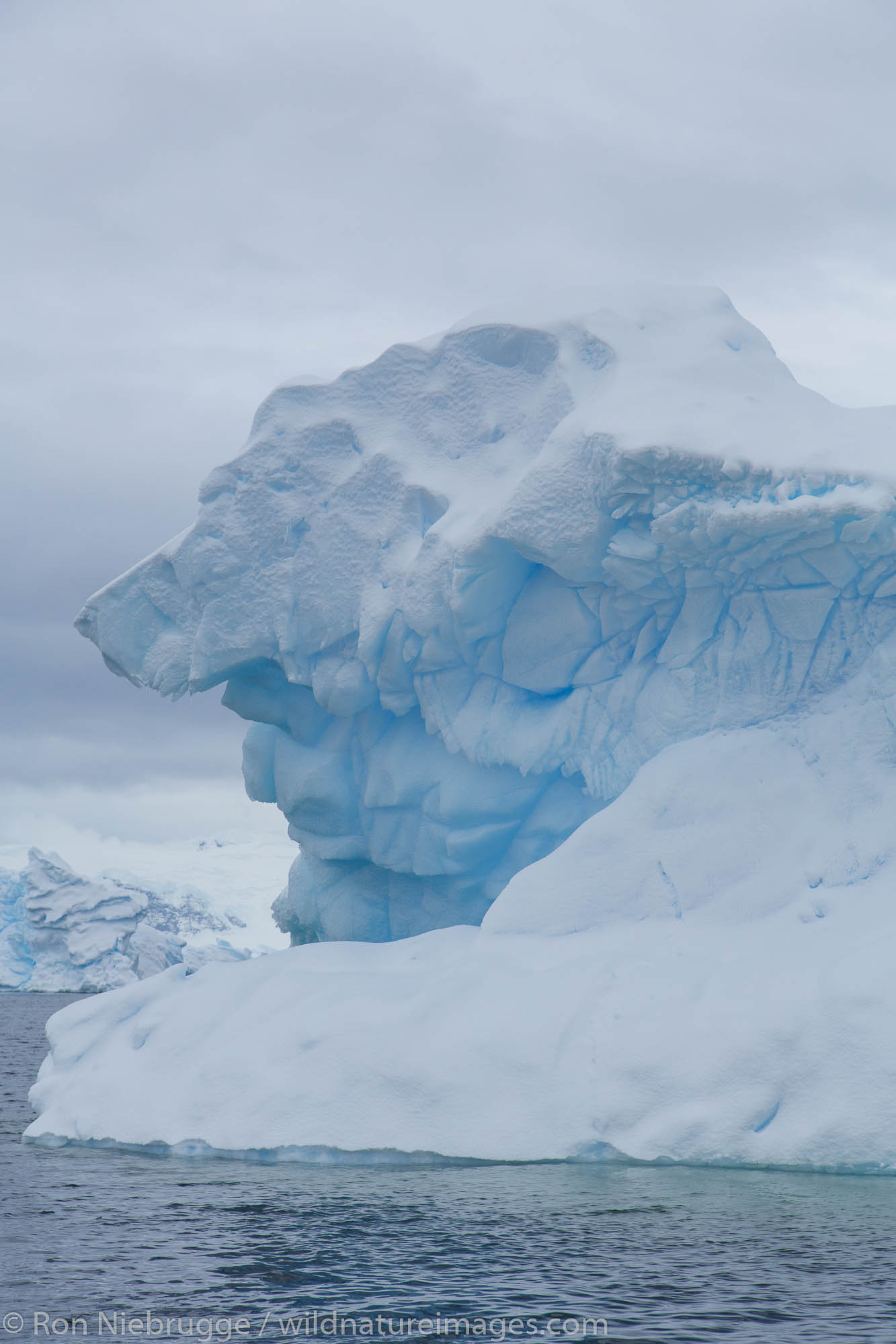 Cuverville Island | Photos by Ron Niebrugge