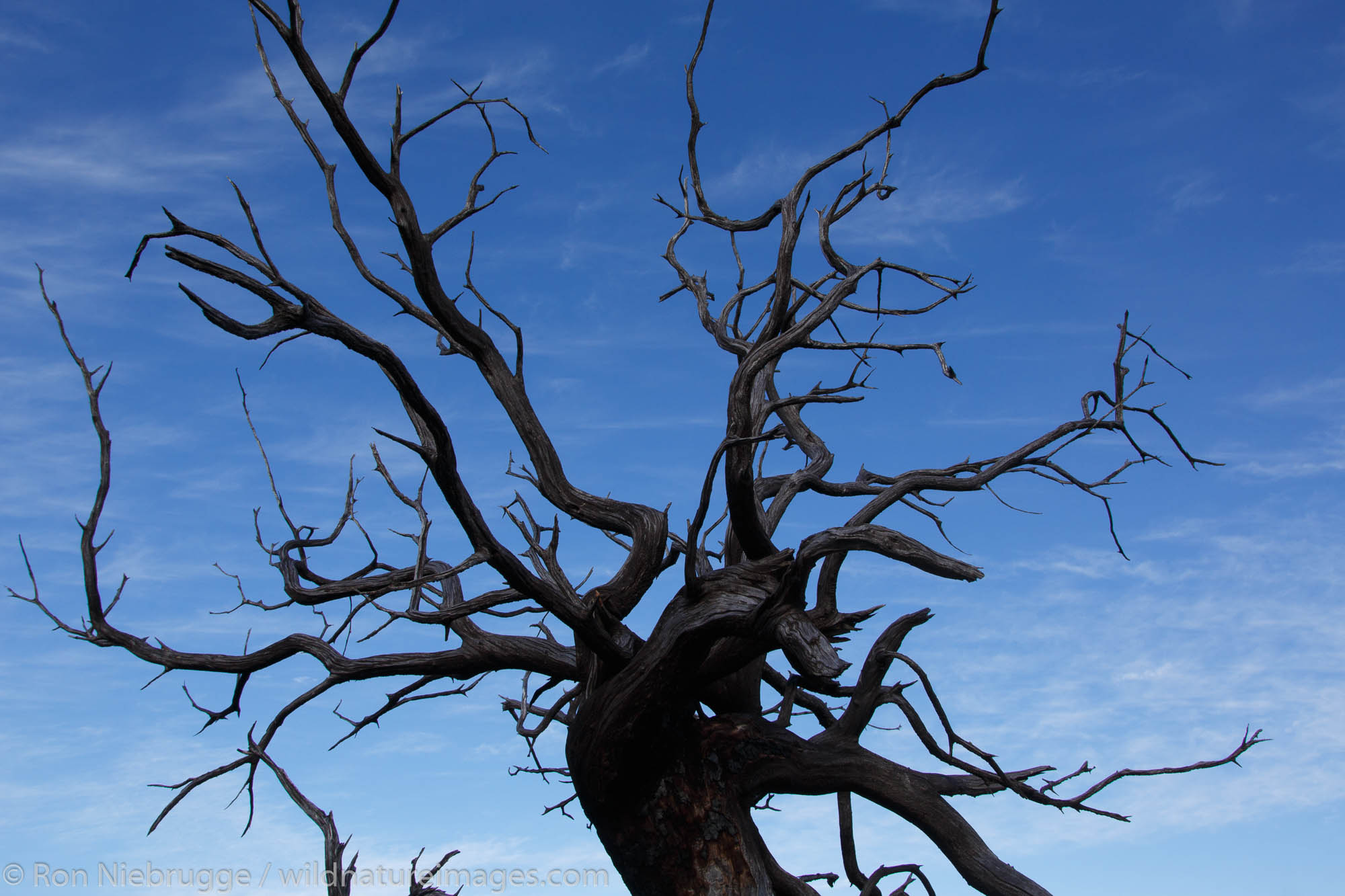 Dead Trees | Anza Borrego Desert State Park, California. | Photos by ...