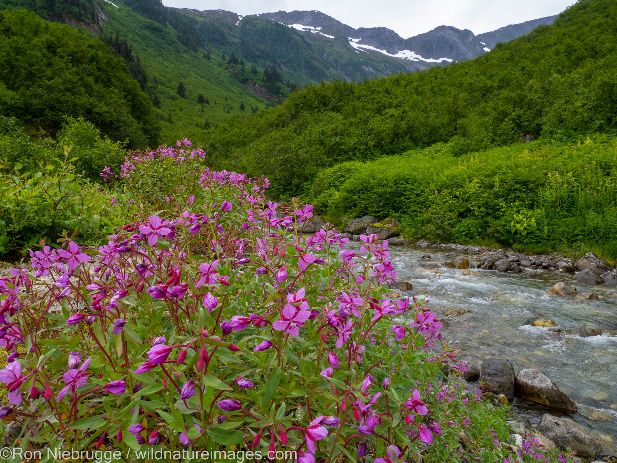 Tongass National Forest | Shakes Glacier, Alaska | Photos by Ron Niebrugge