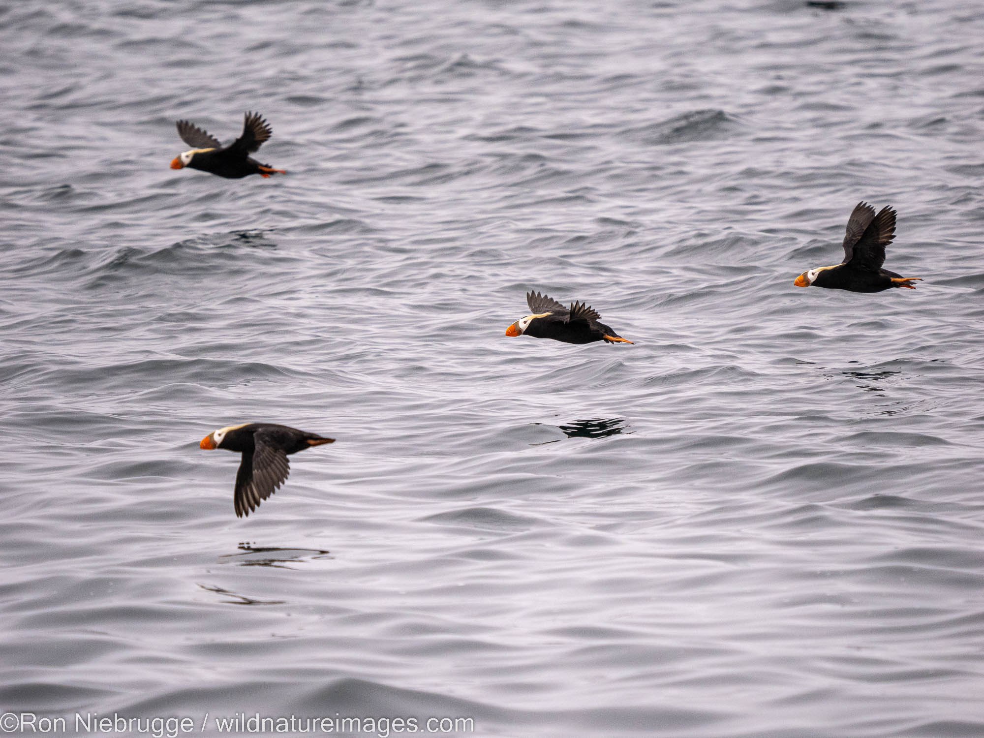 Tufted Puffin | Kenai Fjords National Park, Alaska. | Photos by Ron ...
