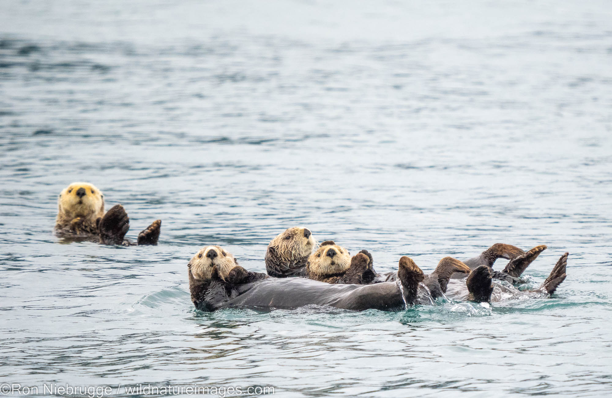 Sea Otters | Kenai Fjords National Park, Alaska. | Photos by Ron Niebrugge