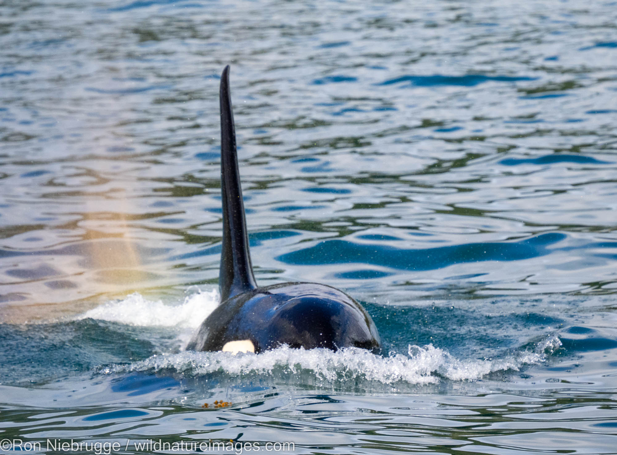 Orca | Kenai Fjords National Park, Alaska. | Photos by Ron Niebrugge