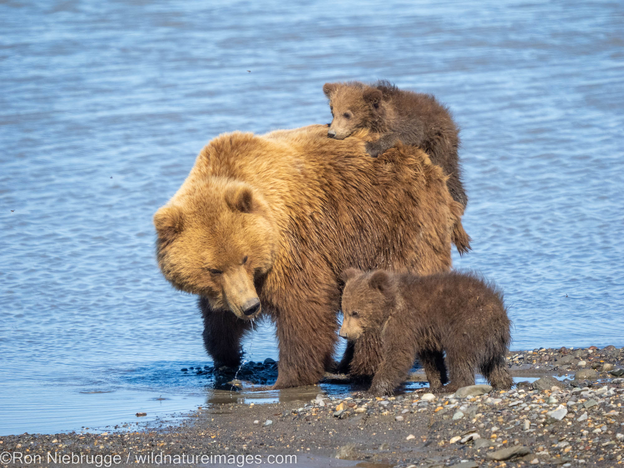 Grizzly Bear | Lake Clark National Park, Alaska | Photos by Ron Niebrugge