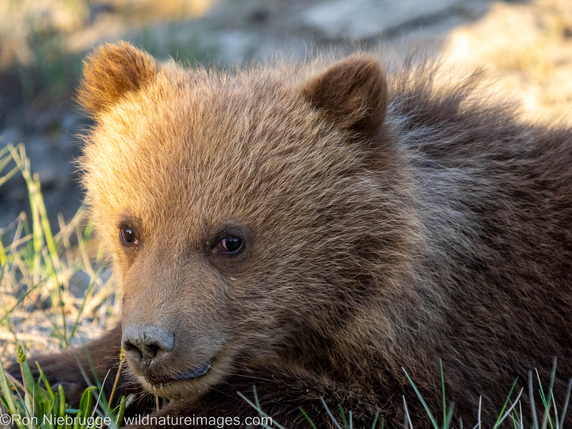 Grizzly Bear Cub | Lake Clark National Park, Alaska | Photos by Ron ...