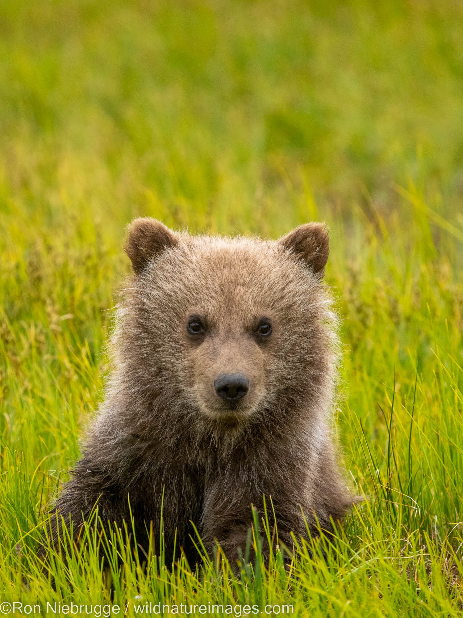 Brown Bear cub | Lake Clark National Park, Alaska | Photos by Ron Niebrugge
