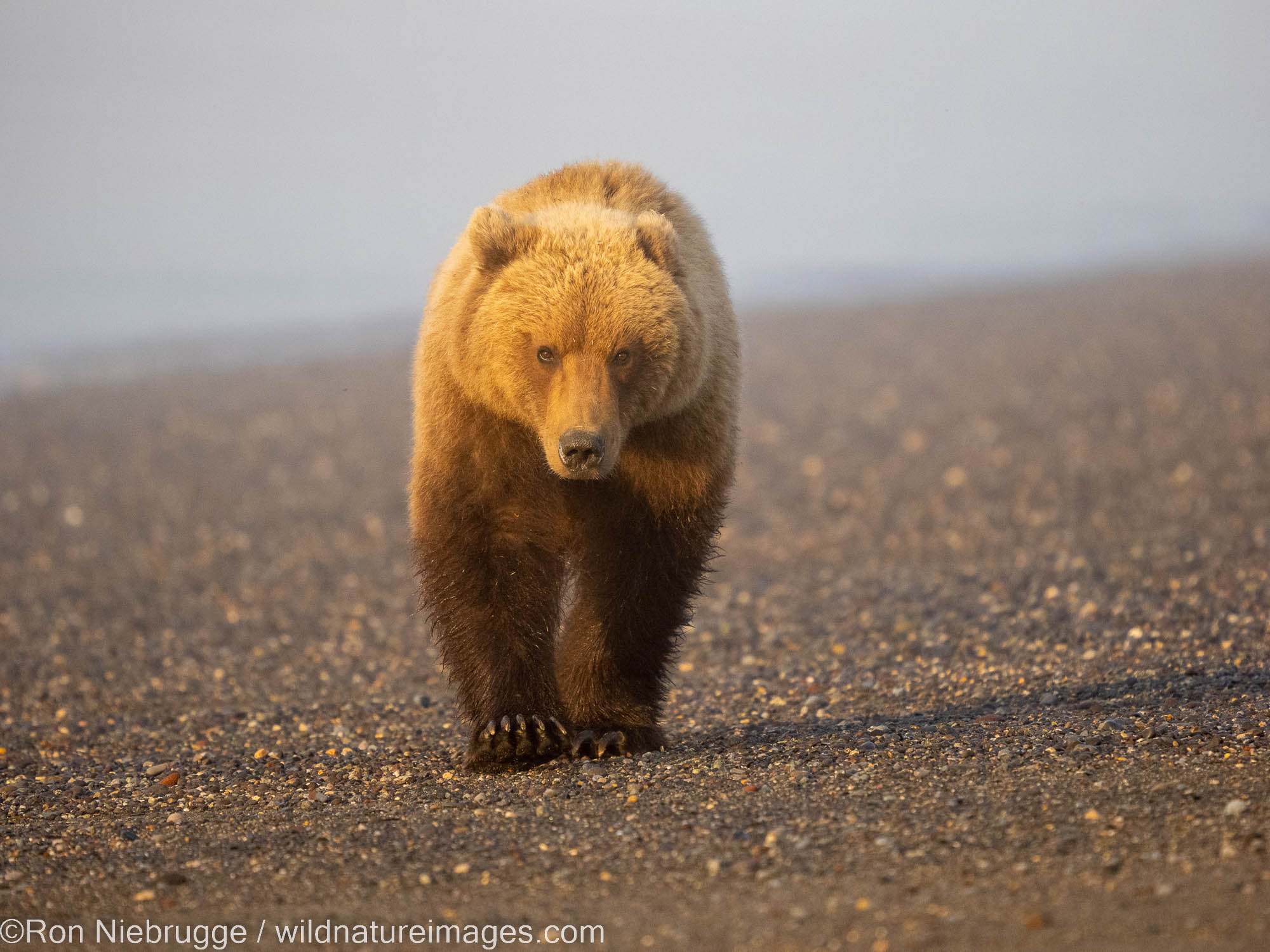 Grizzly Bear | Lake Clark National Park, Alaska | Photos by Ron Niebrugge