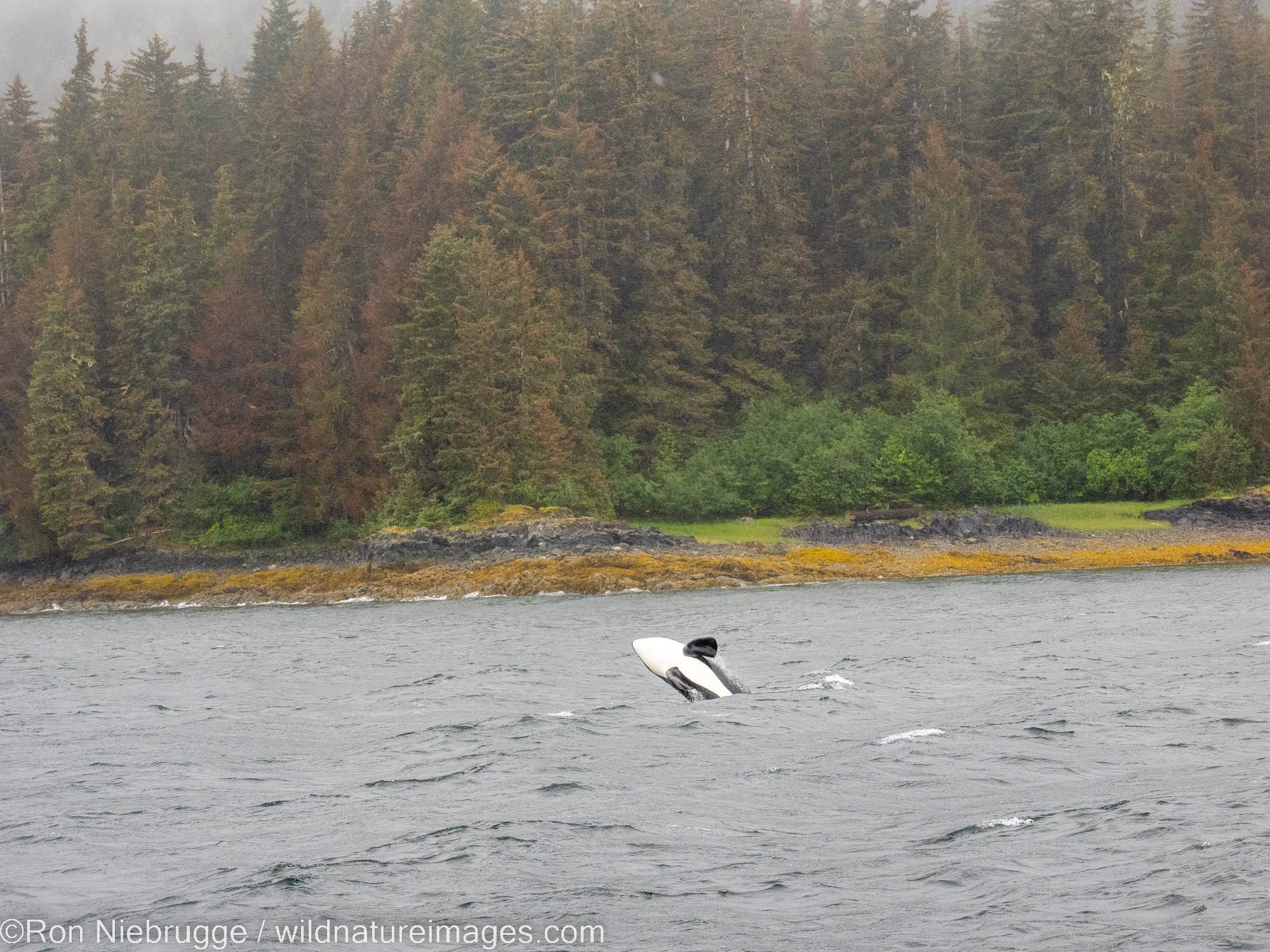 Orca Breaching | Tongass National Forest, Alaska | Photos by Ron Niebrugge