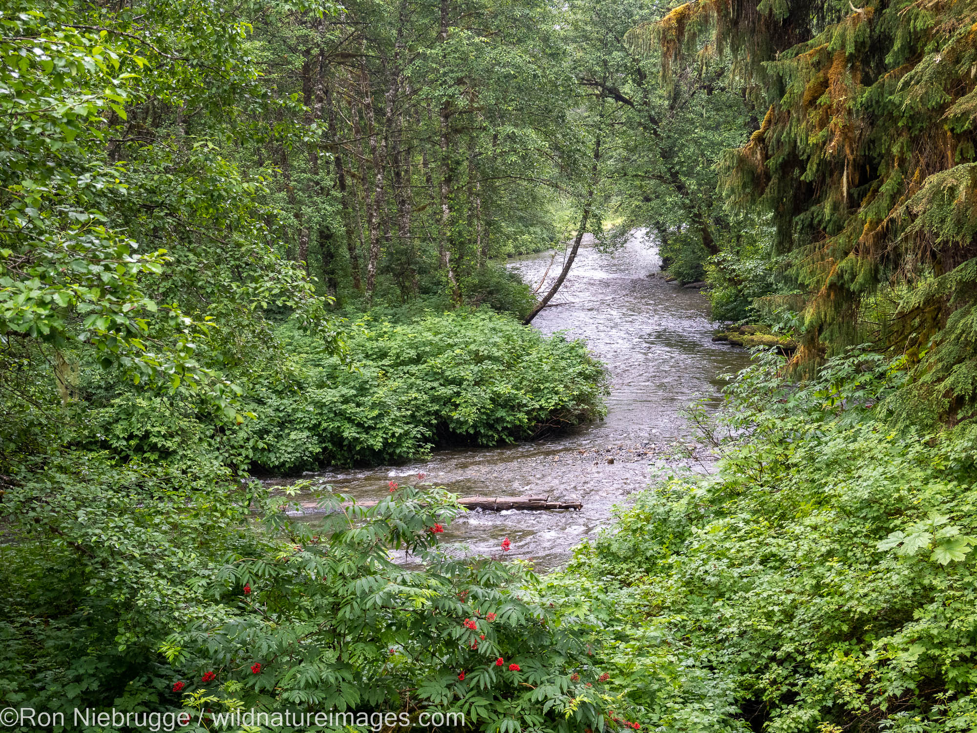 Pack Creek | Tongass National Forest, Alaska | Photos by Ron Niebrugge