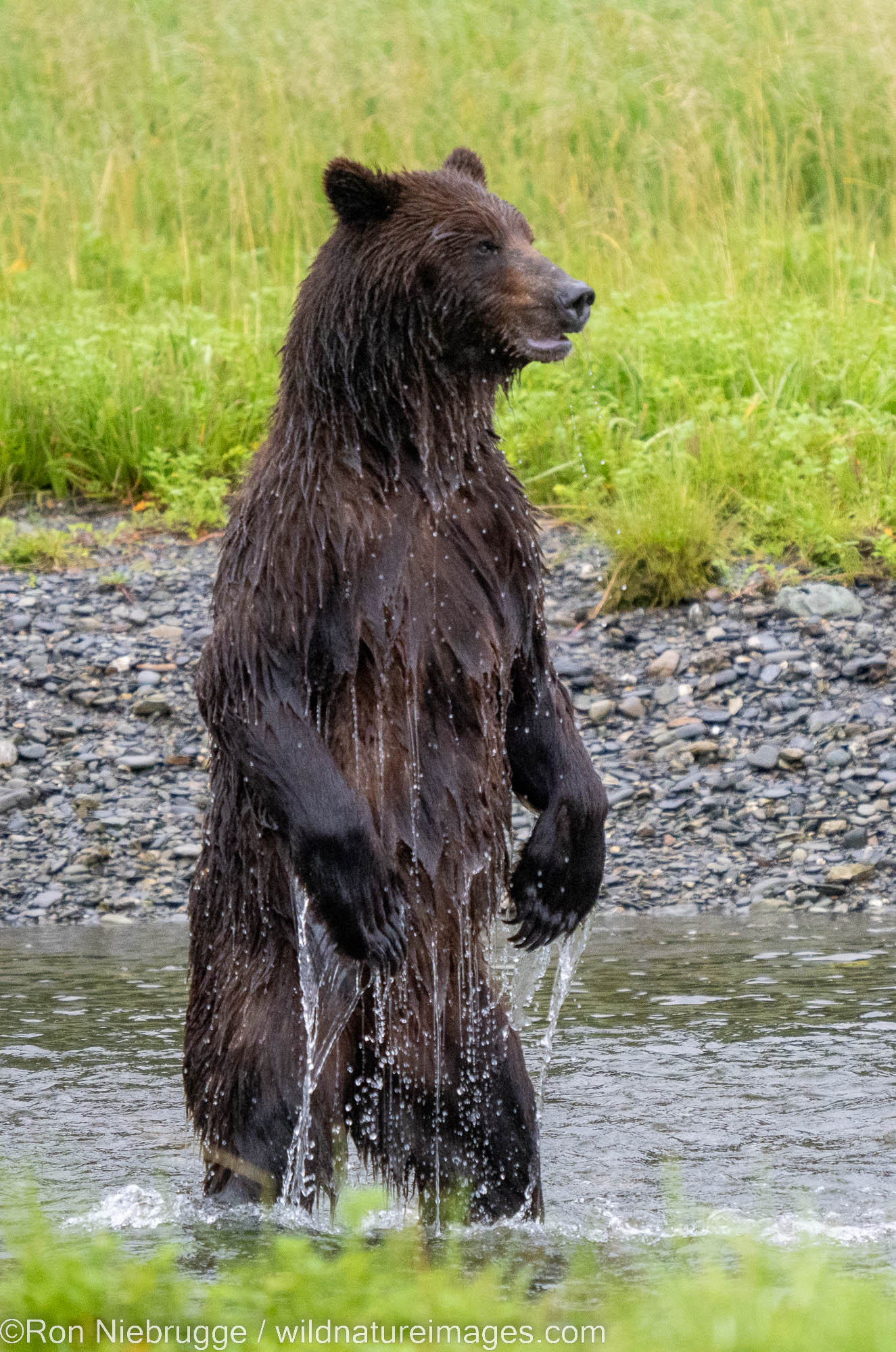 Grizzly Bear | Tongass National Forest, Alaska | Photos by Ron Niebrugge