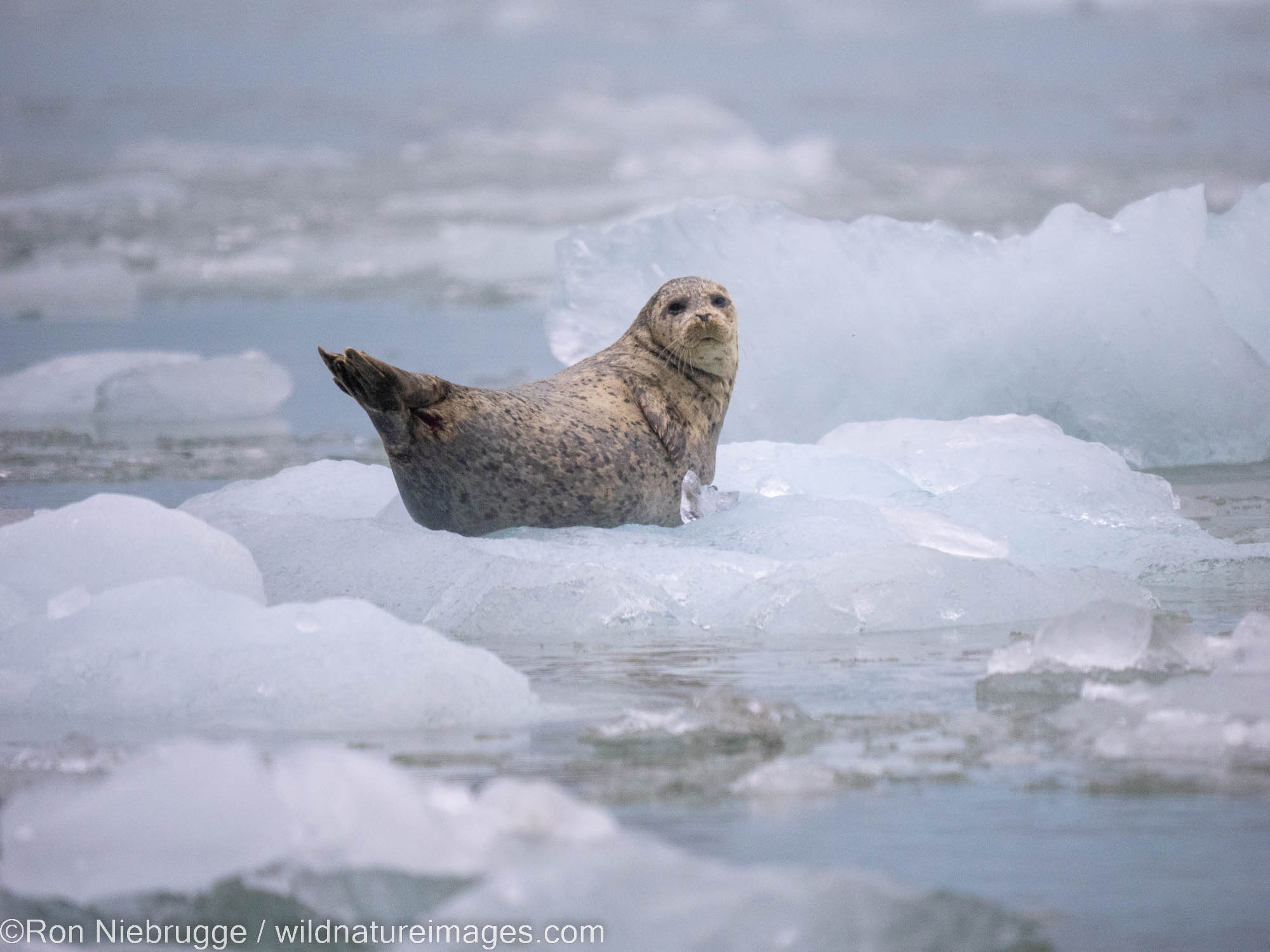 Harbor Seal | Tongass National Forest, Alaska | Photos by Ron Niebrugge