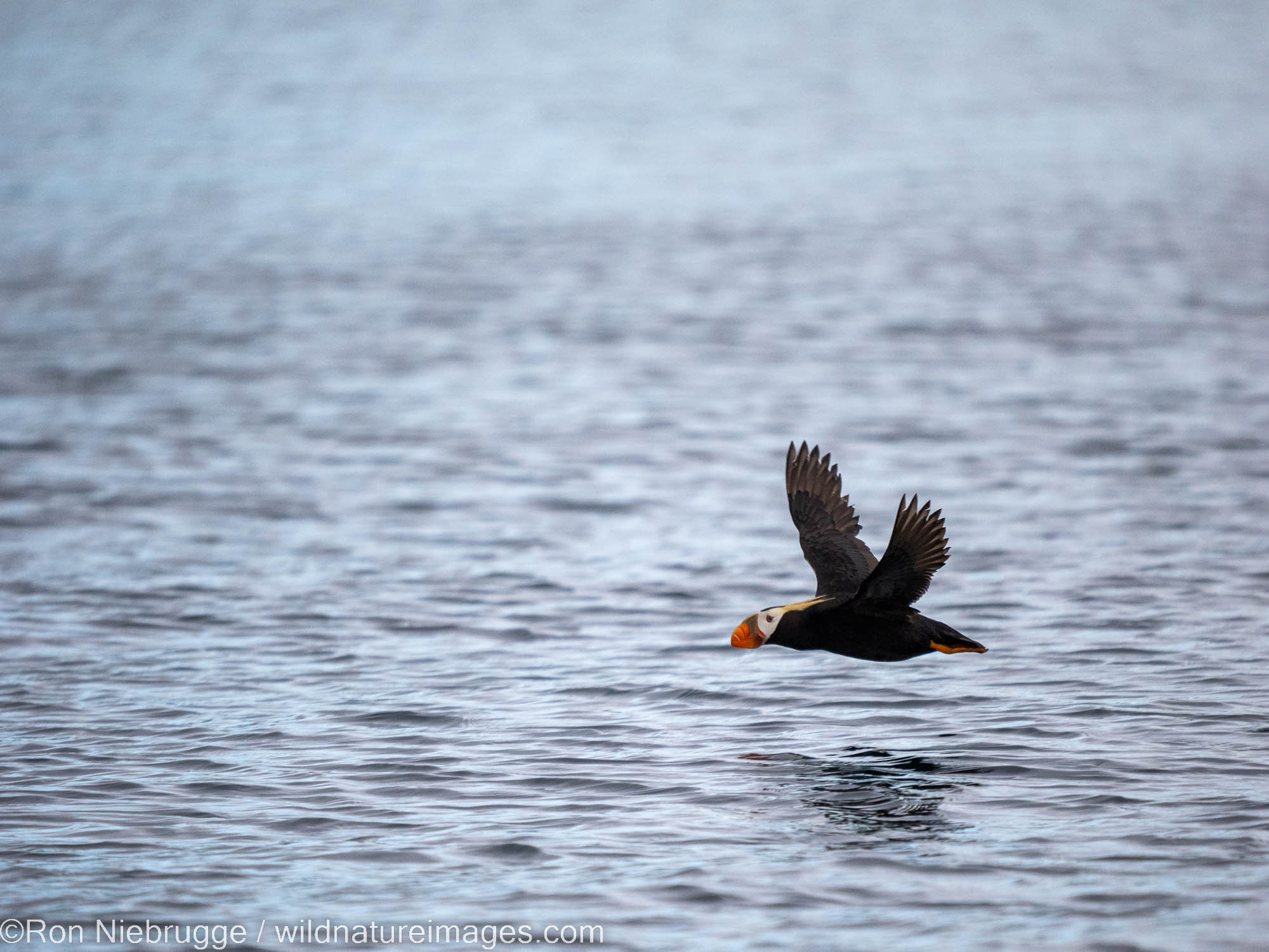 Tufted Puffin | Kodiak, Alaska | Photos by Ron Niebrugge