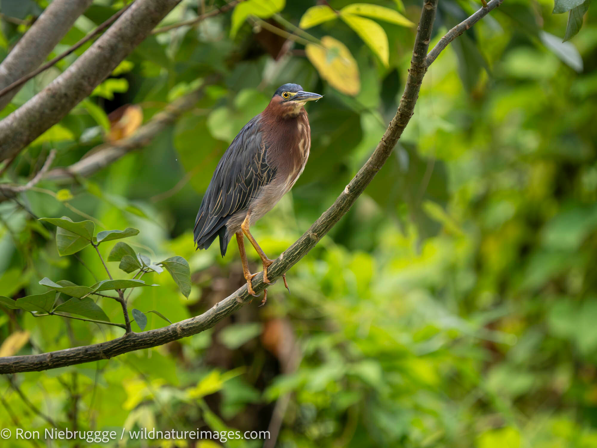 Green heron | Osa Peninsula, Costa Rica. | Photos by Ron Niebrugge