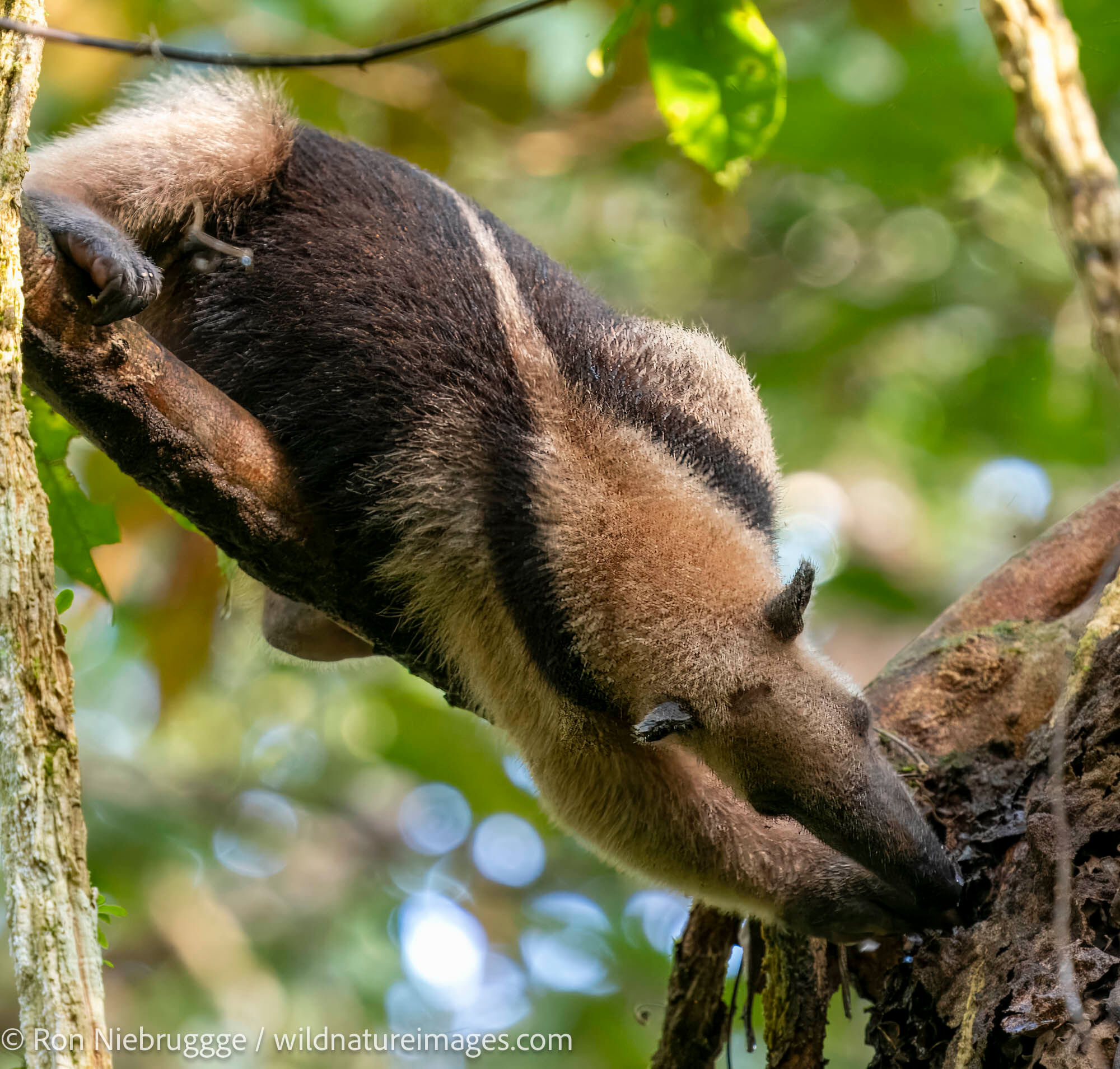 Anteater | Corcovado National Park, Osa Peninsula, Costa Rica. | Photos ...