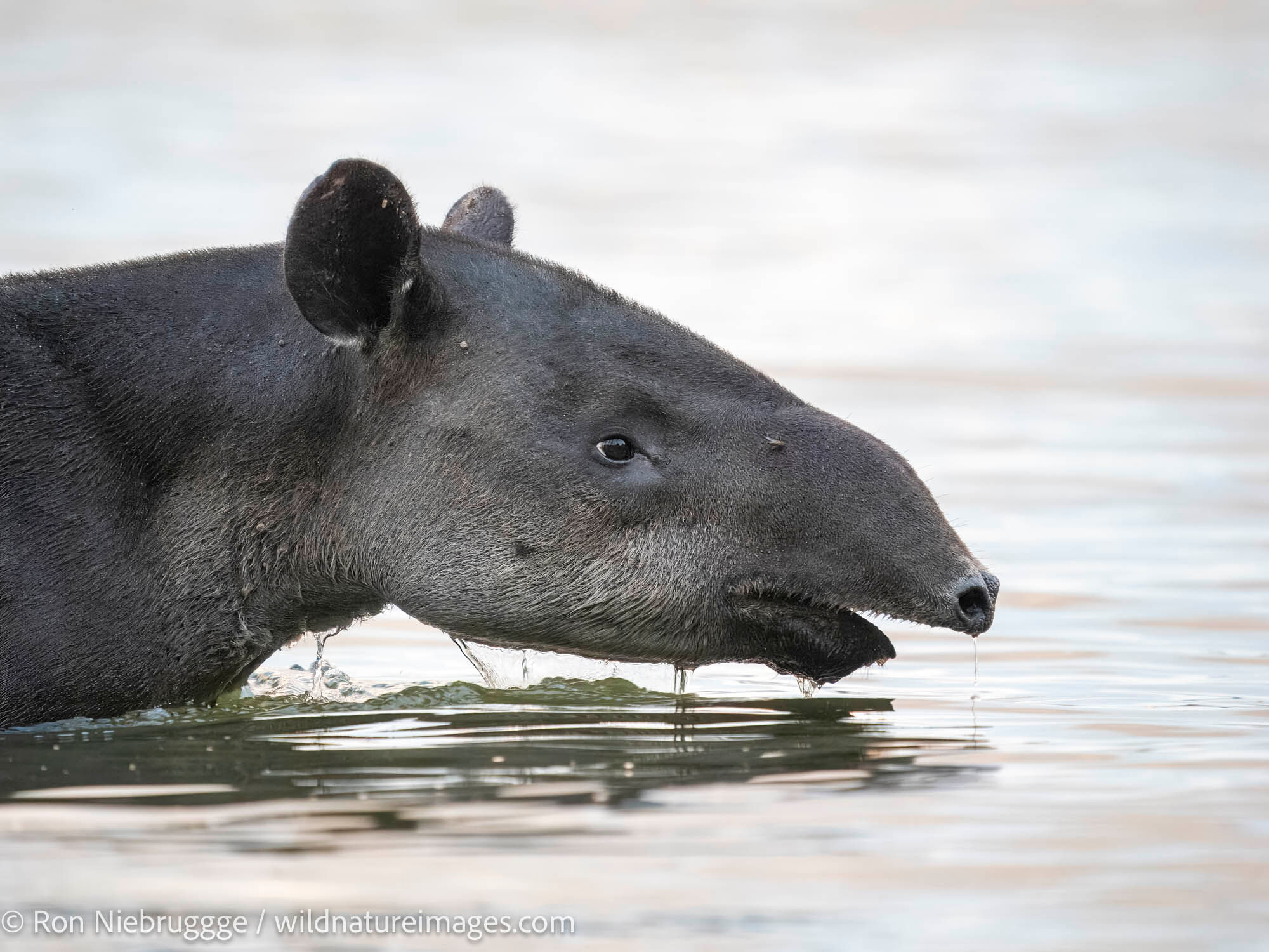 Tapir | Corcovado National Park, Osa Peninsula, Costa Rica. | Photos by ...
