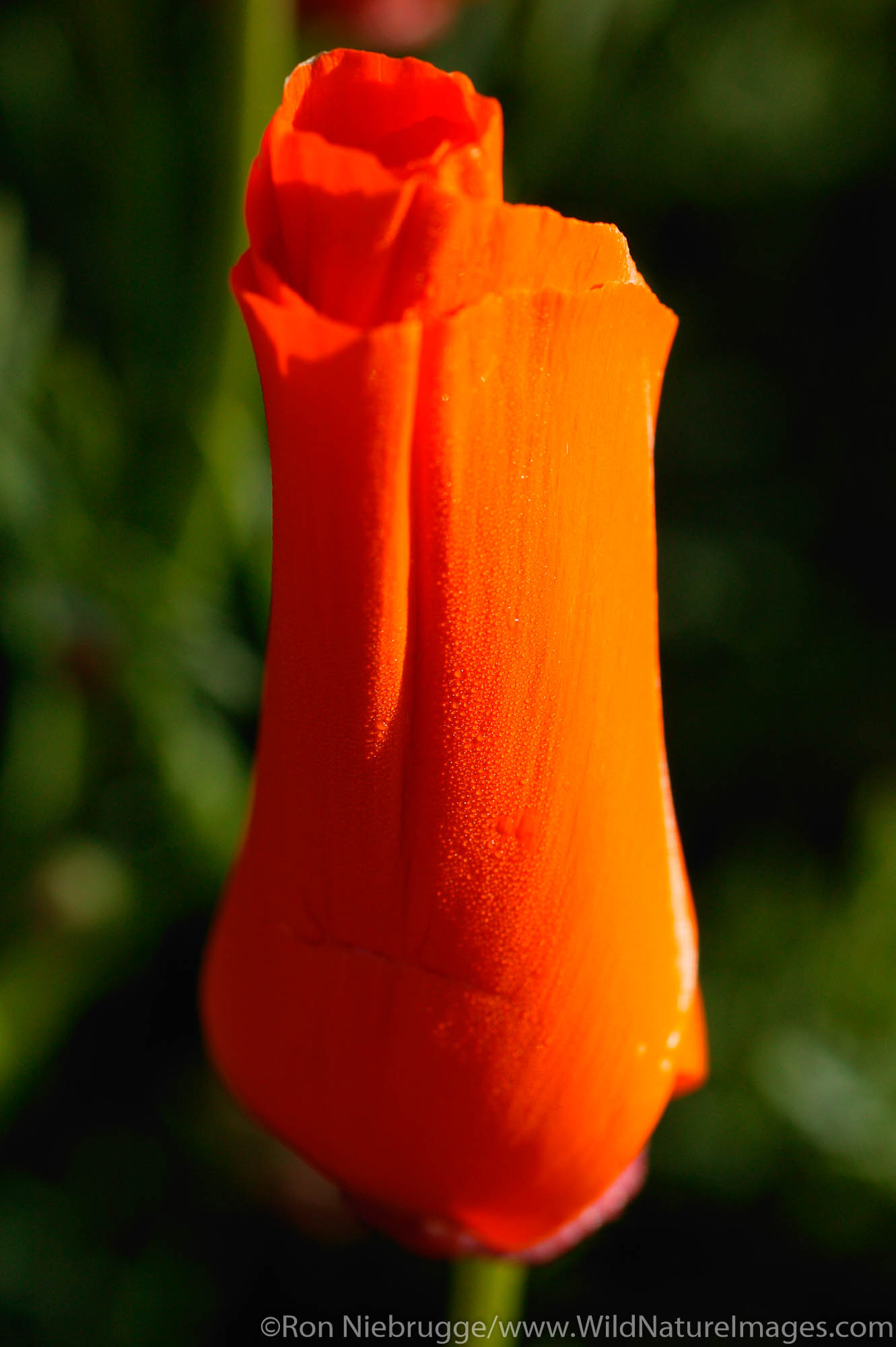 California Poppy | California | Photos by Ron Niebrugge