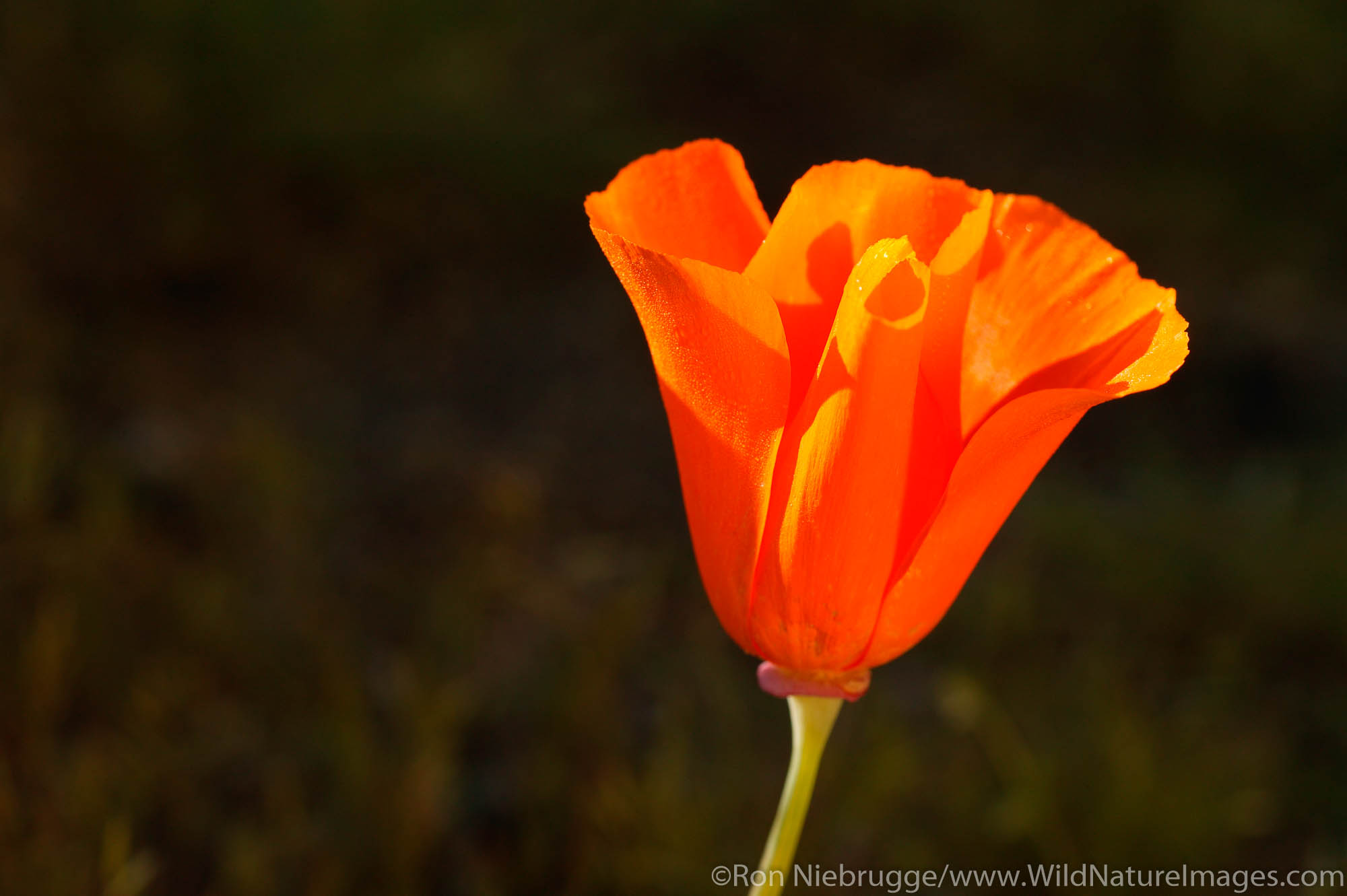 California Poppy | Photos by Ron Niebrugge