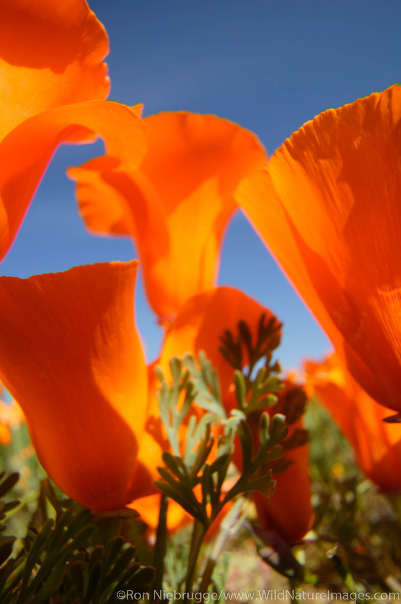 California Poppy | Photos by Ron Niebrugge