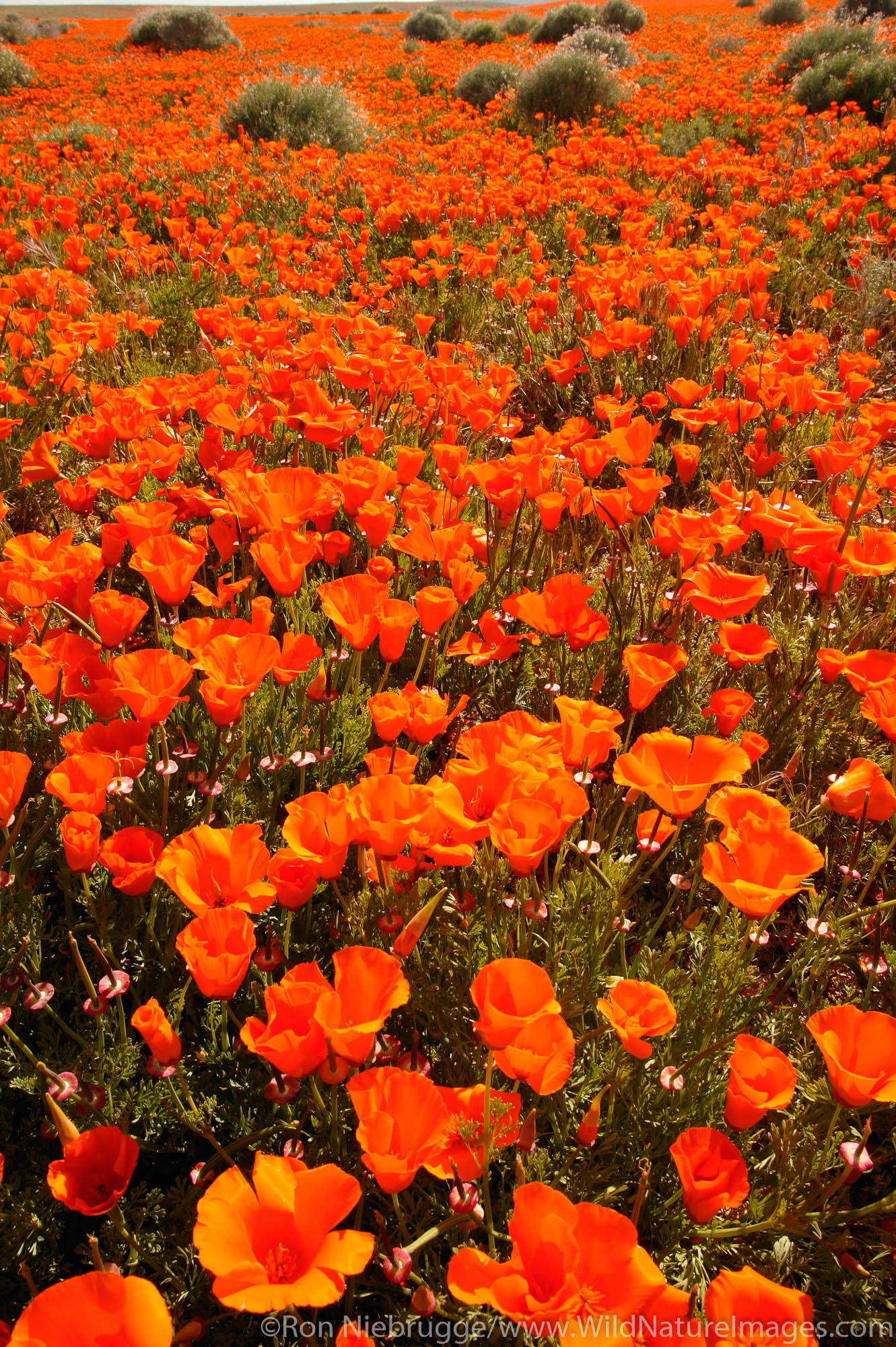 California Poppy | California | Photos by Ron Niebrugge