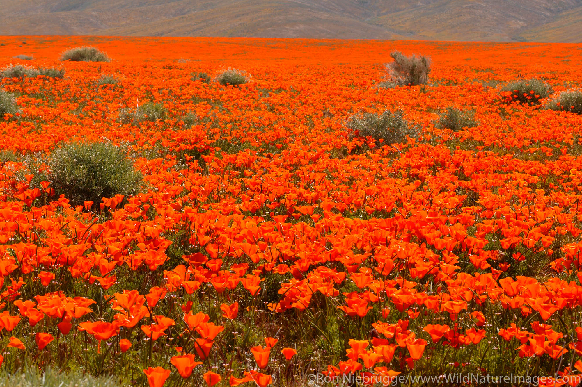 California Poppy | California | Photos by Ron Niebrugge