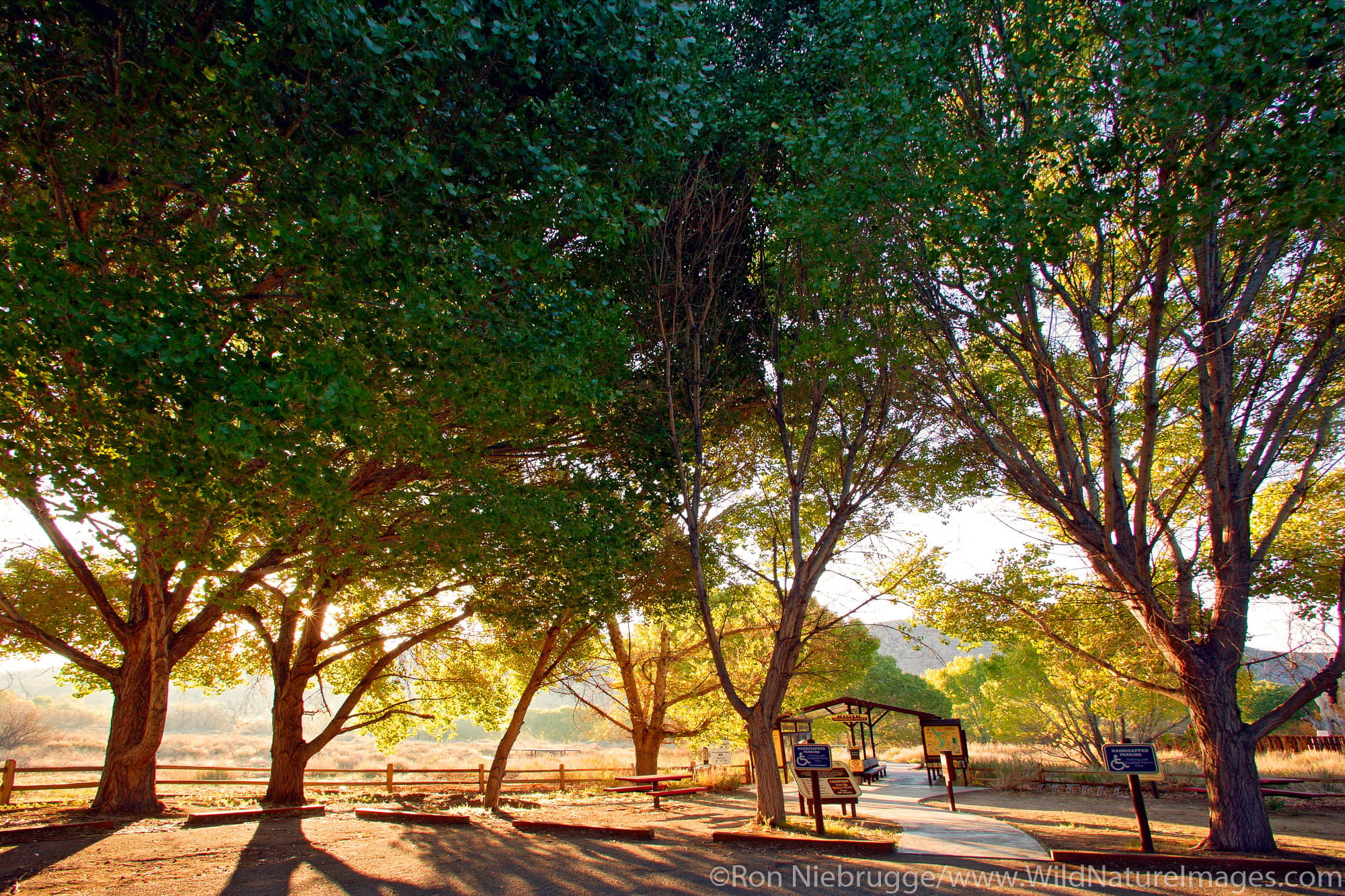 Big Morongo Canyon Preserve | California | Photos by Ron Niebrugge