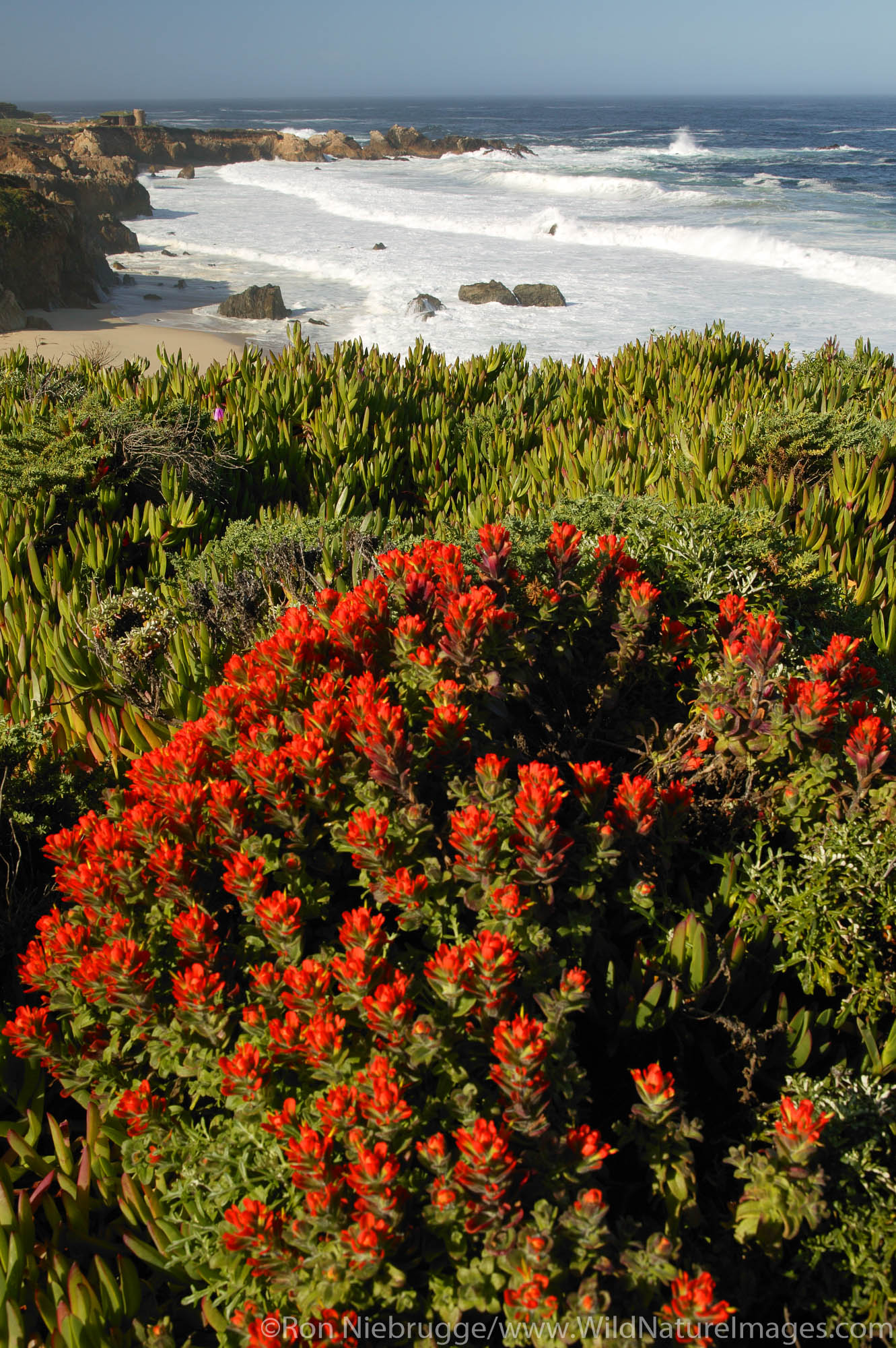 Garrapata State Park | California | Photos by Ron Niebrugge