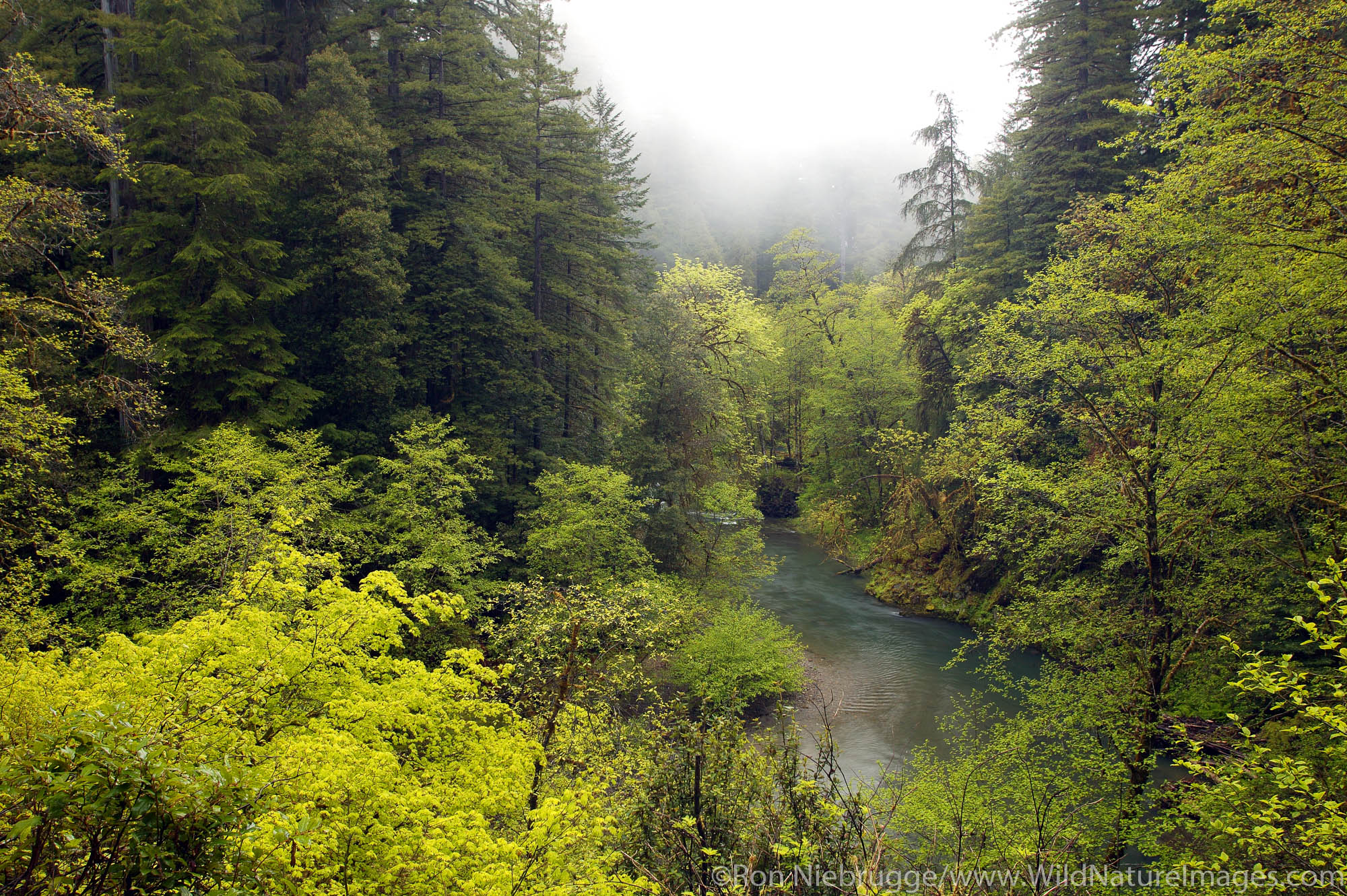 Jedediah Smith Redwood State Park | California | Photos by Ron Niebrugge