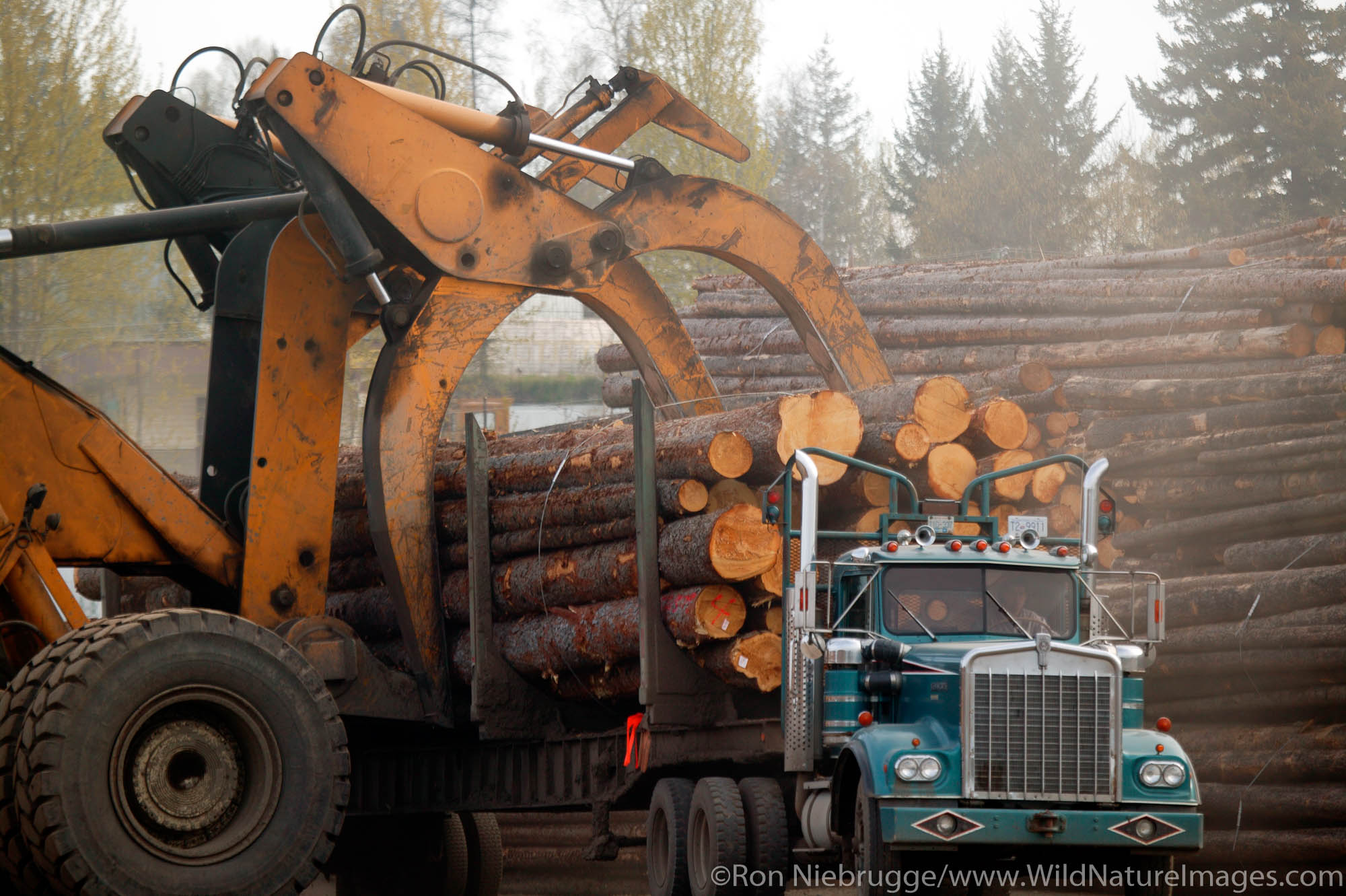 Logging | Photos by Ron Niebrugge