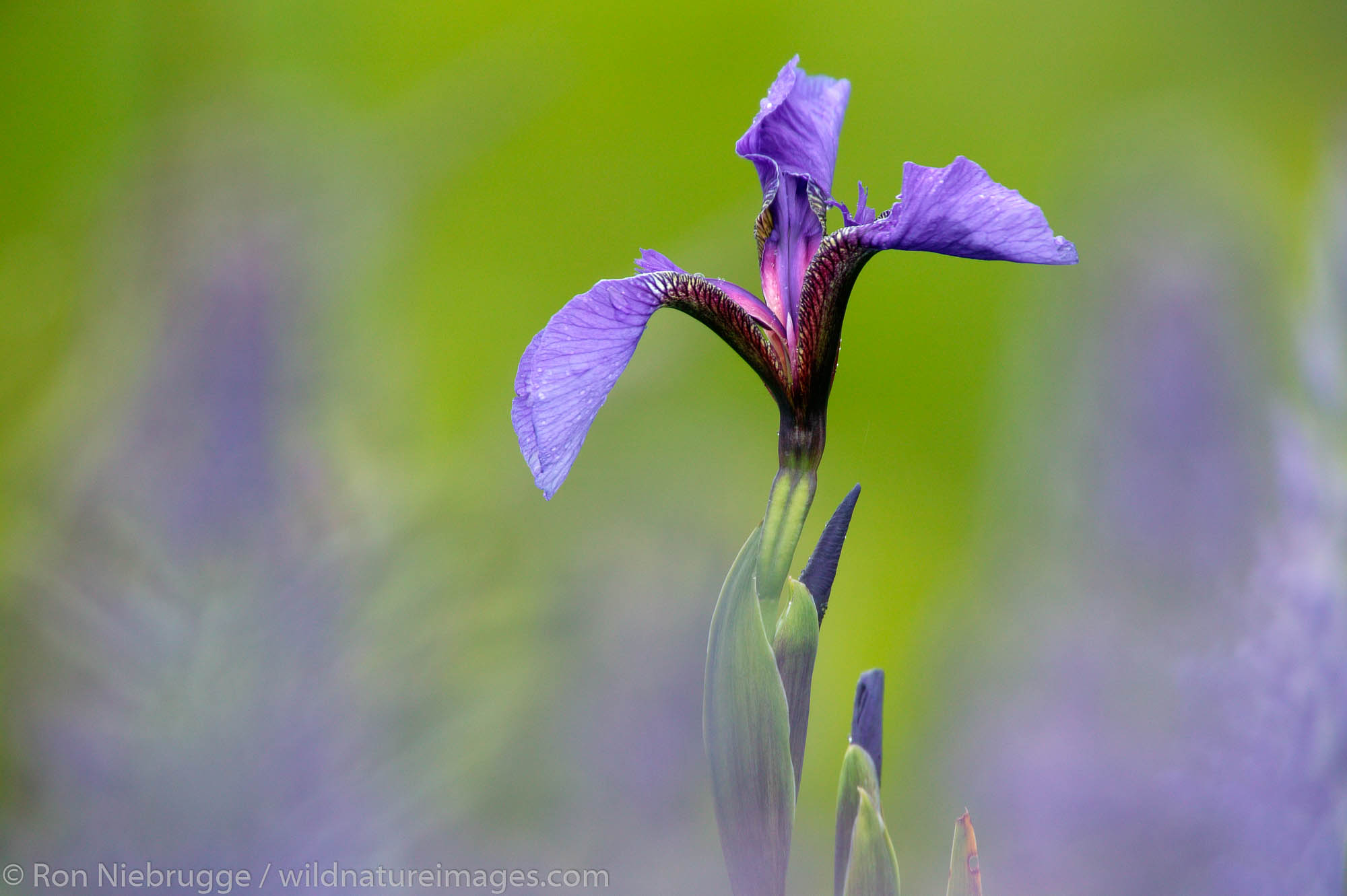 wild Iris | Photos by Ron Niebrugge