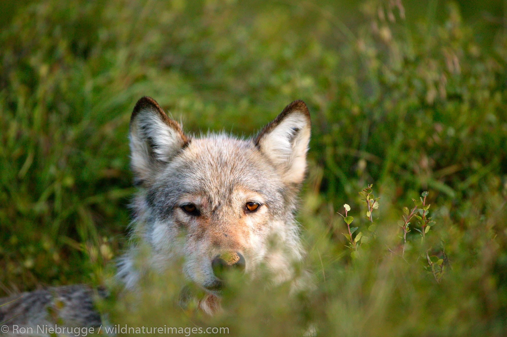 Wild Wolf | Photos by Ron Niebrugge
