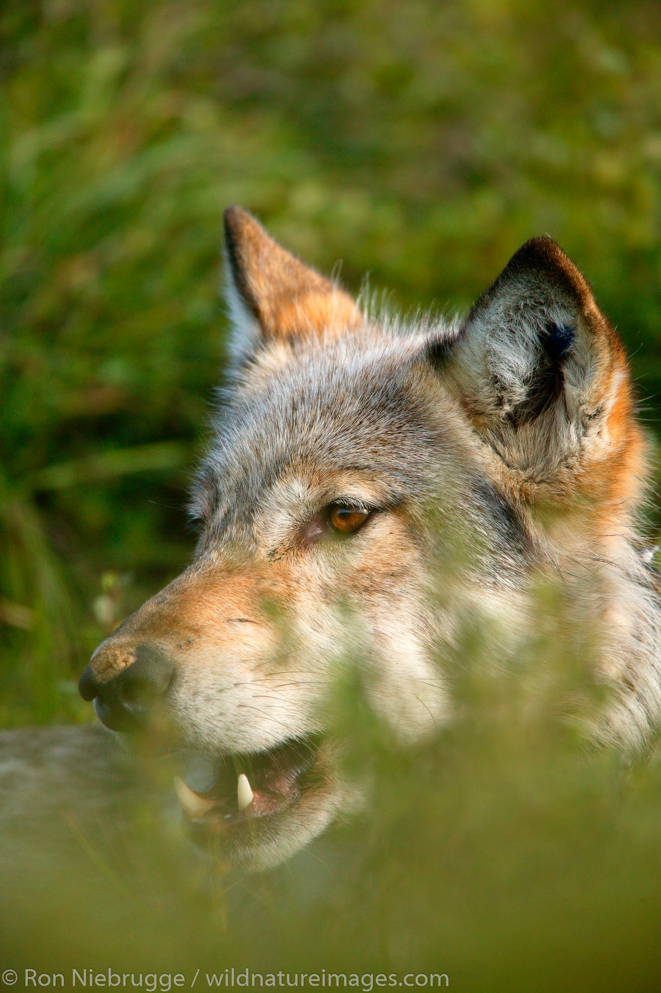 Wild Wolf | Photos by Ron Niebrugge