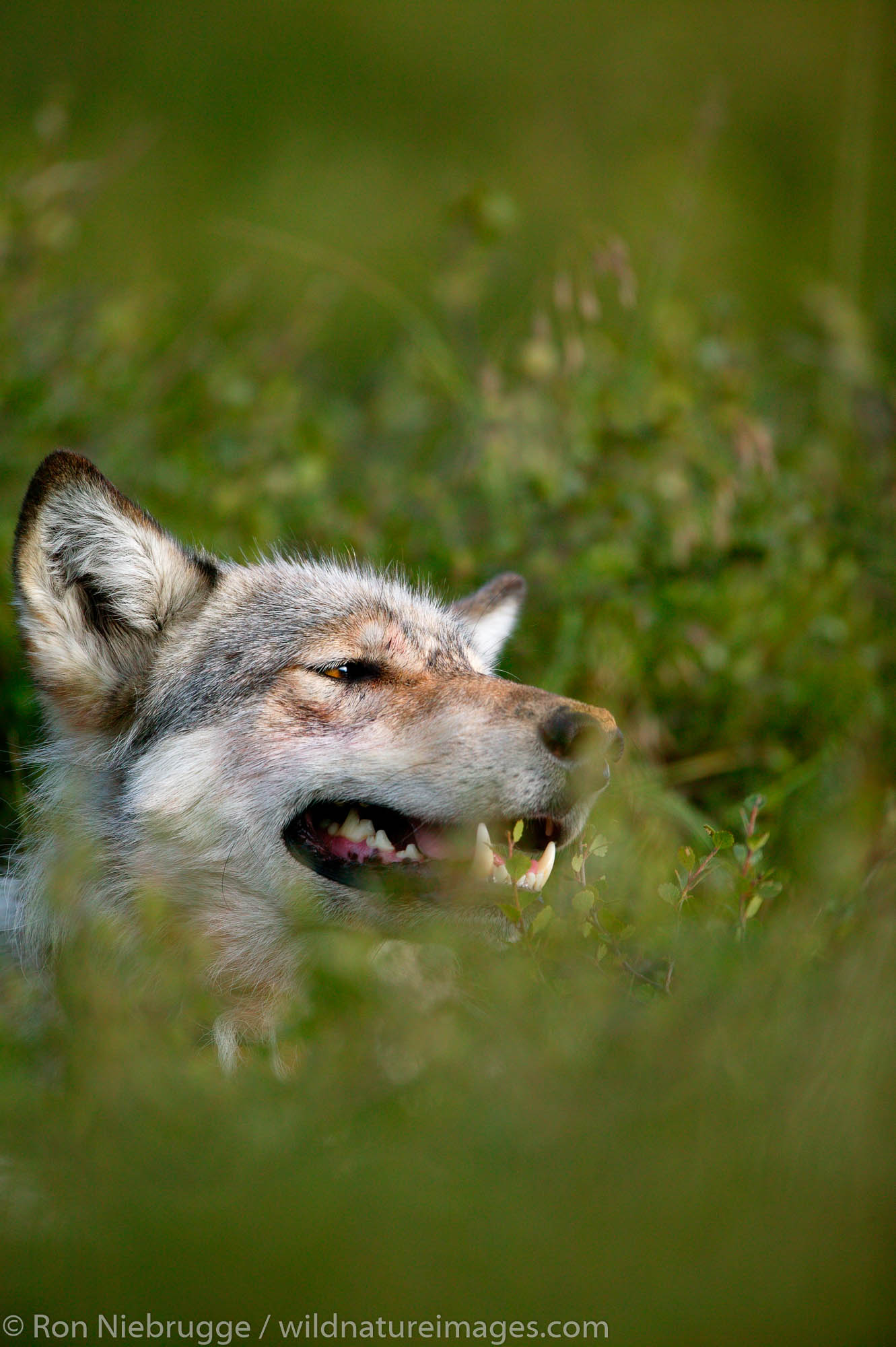 Wild Wolf | Photos by Ron Niebrugge