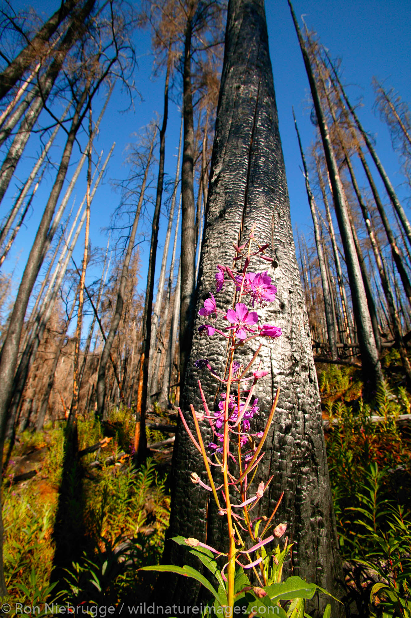 Fireweed | Photos by Ron Niebrugge