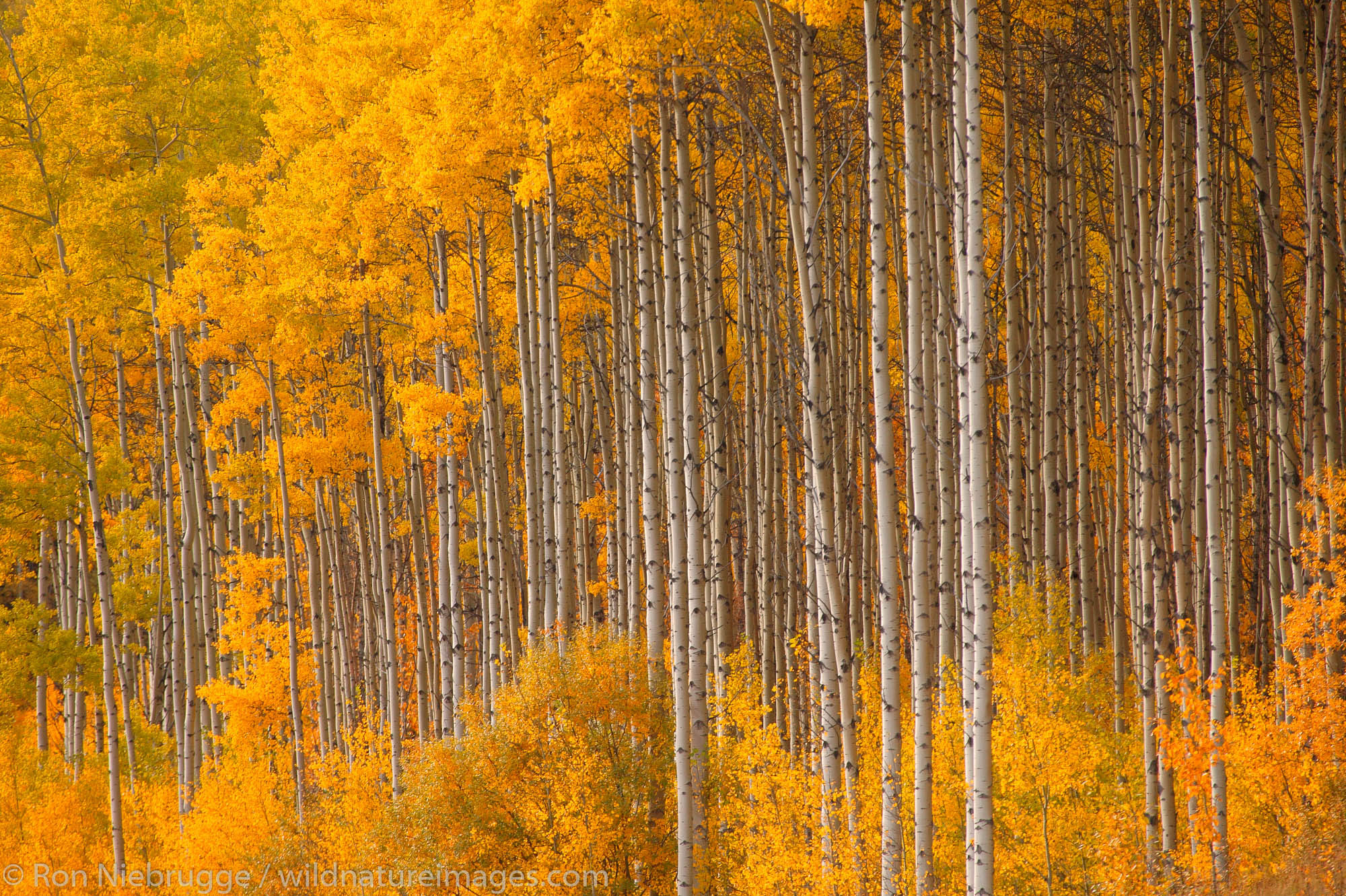 Fall trees near Grand Cache, | Alberta, Canada. | Photos by Ron Niebrugge