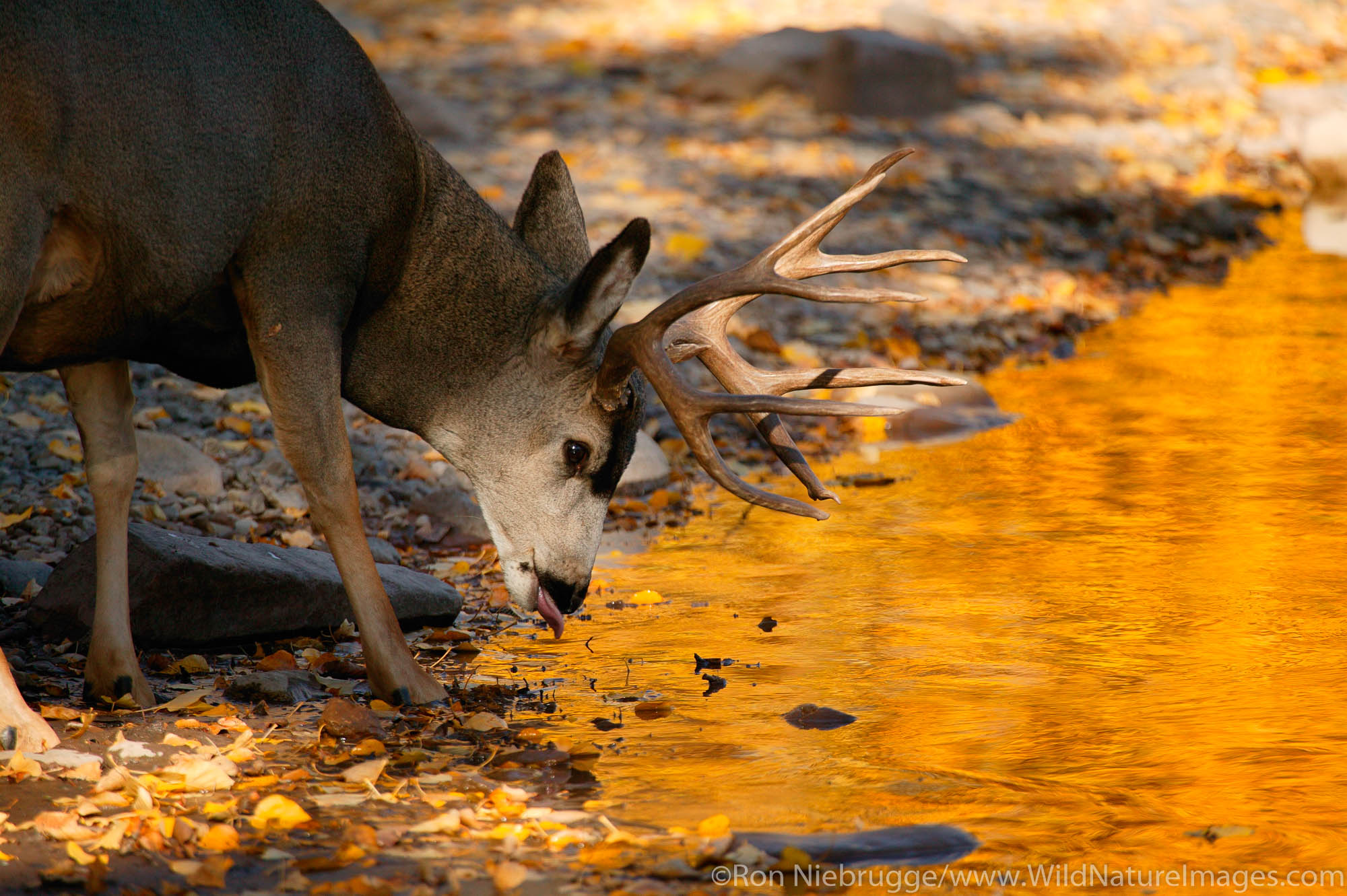 Mule Deer | Photos by Ron Niebrugge