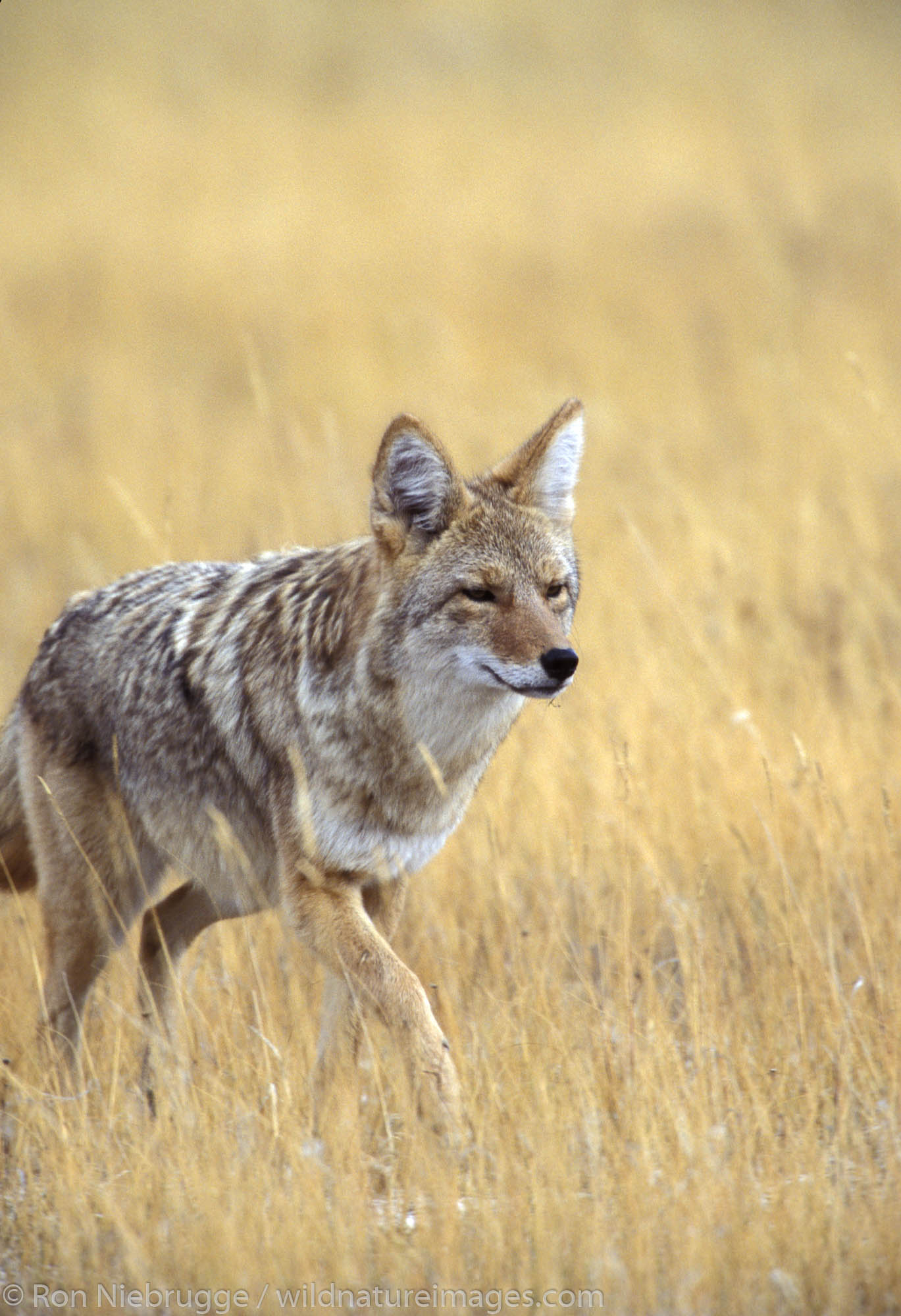 Coyote | Yellowstone National Park, Wyoming. | Photos by Ron Niebrugge