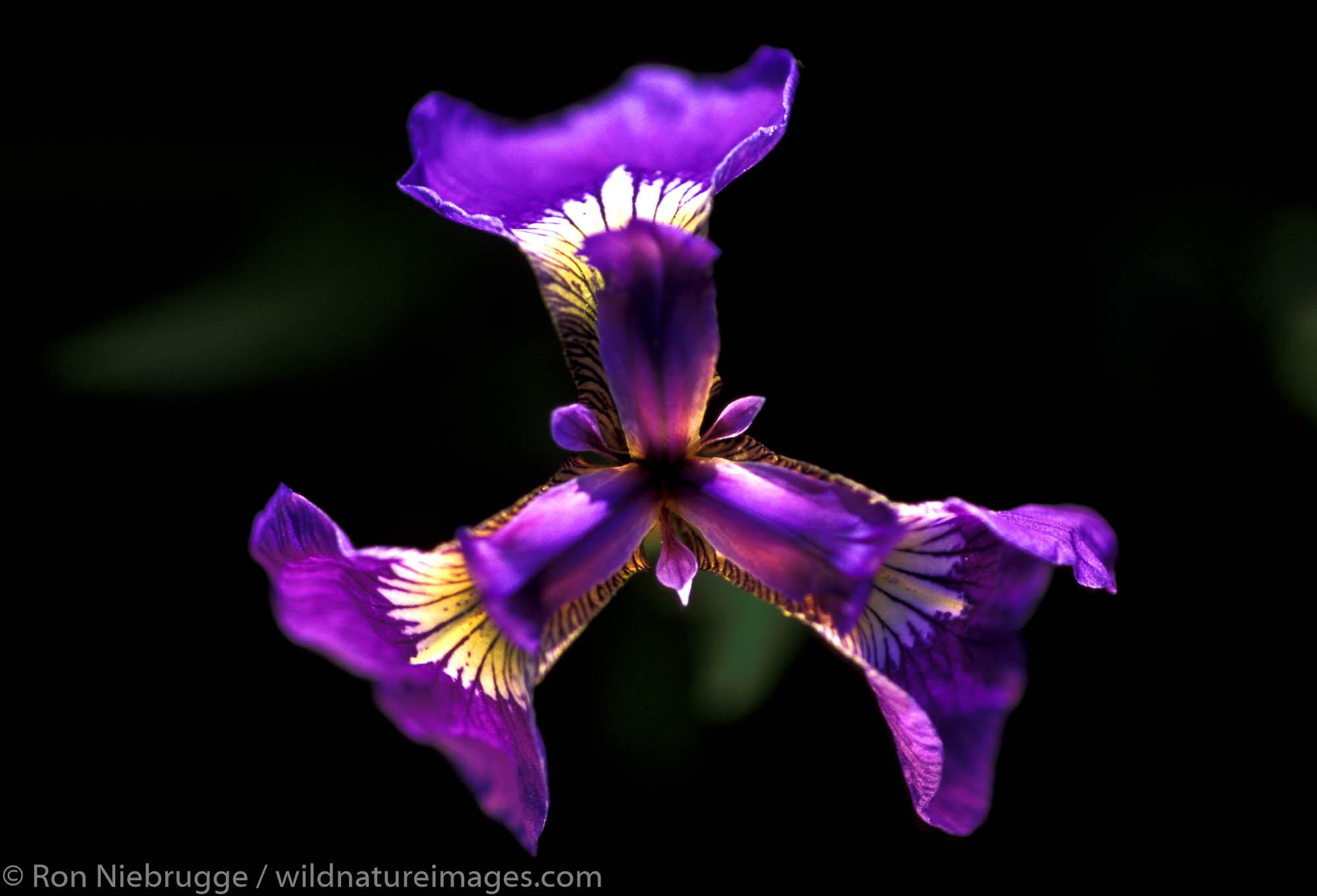 Wild Iris | Alaska | Photos by Ron Niebrugge