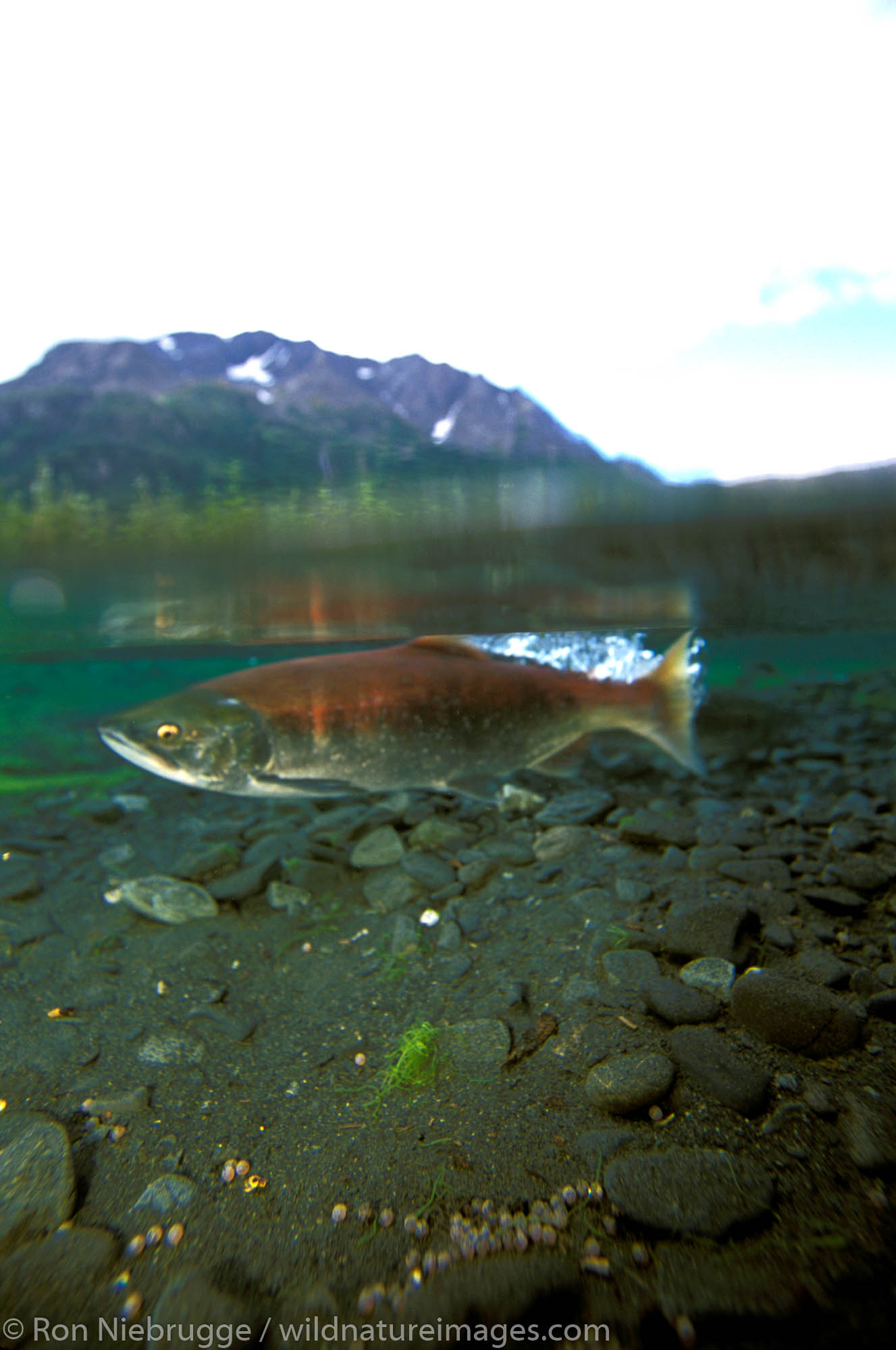 Red Salmon | Alaska | Photos by Ron Niebrugge