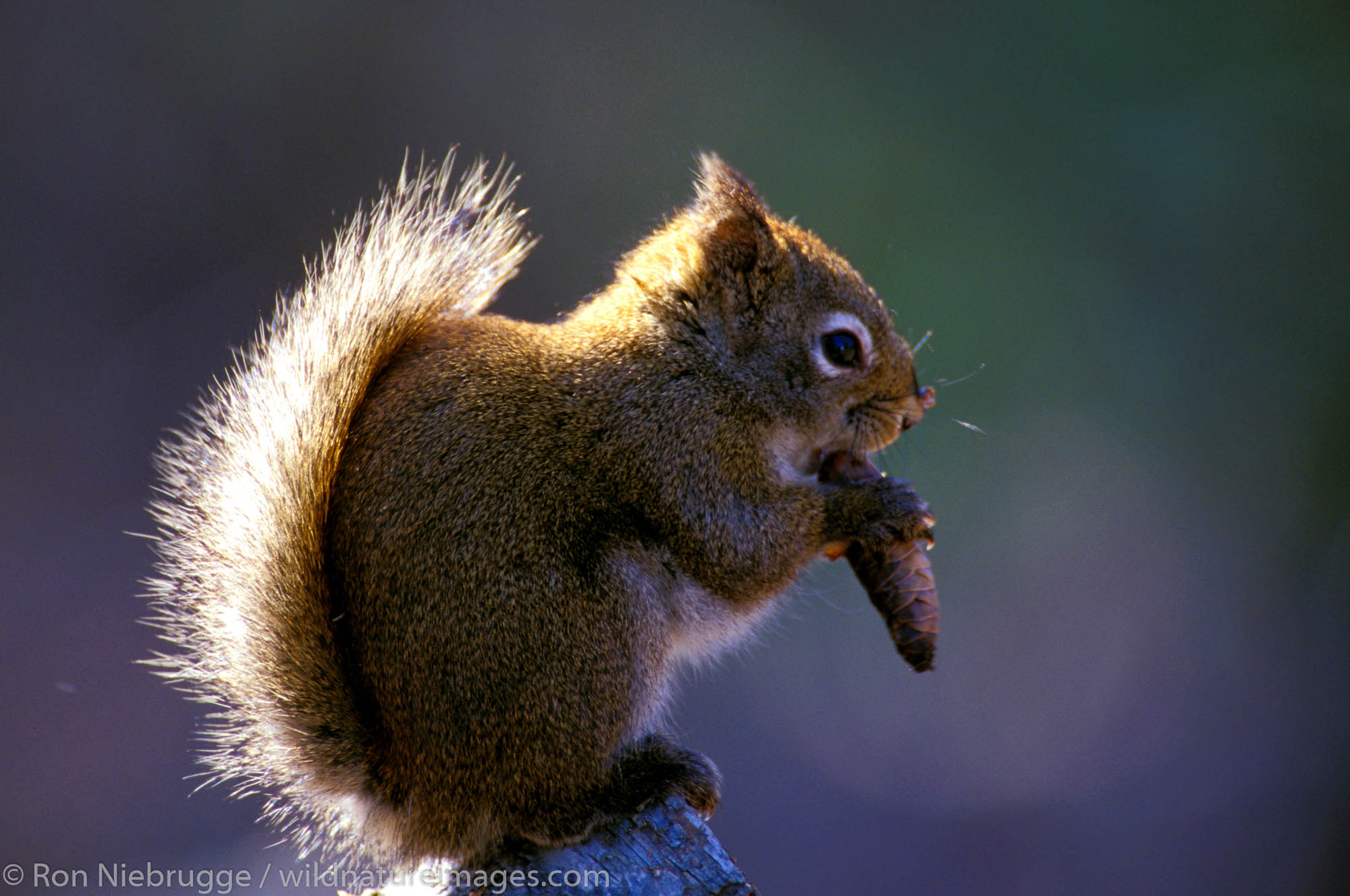 Red Squirrel | Alaska | Photos by Ron Niebrugge