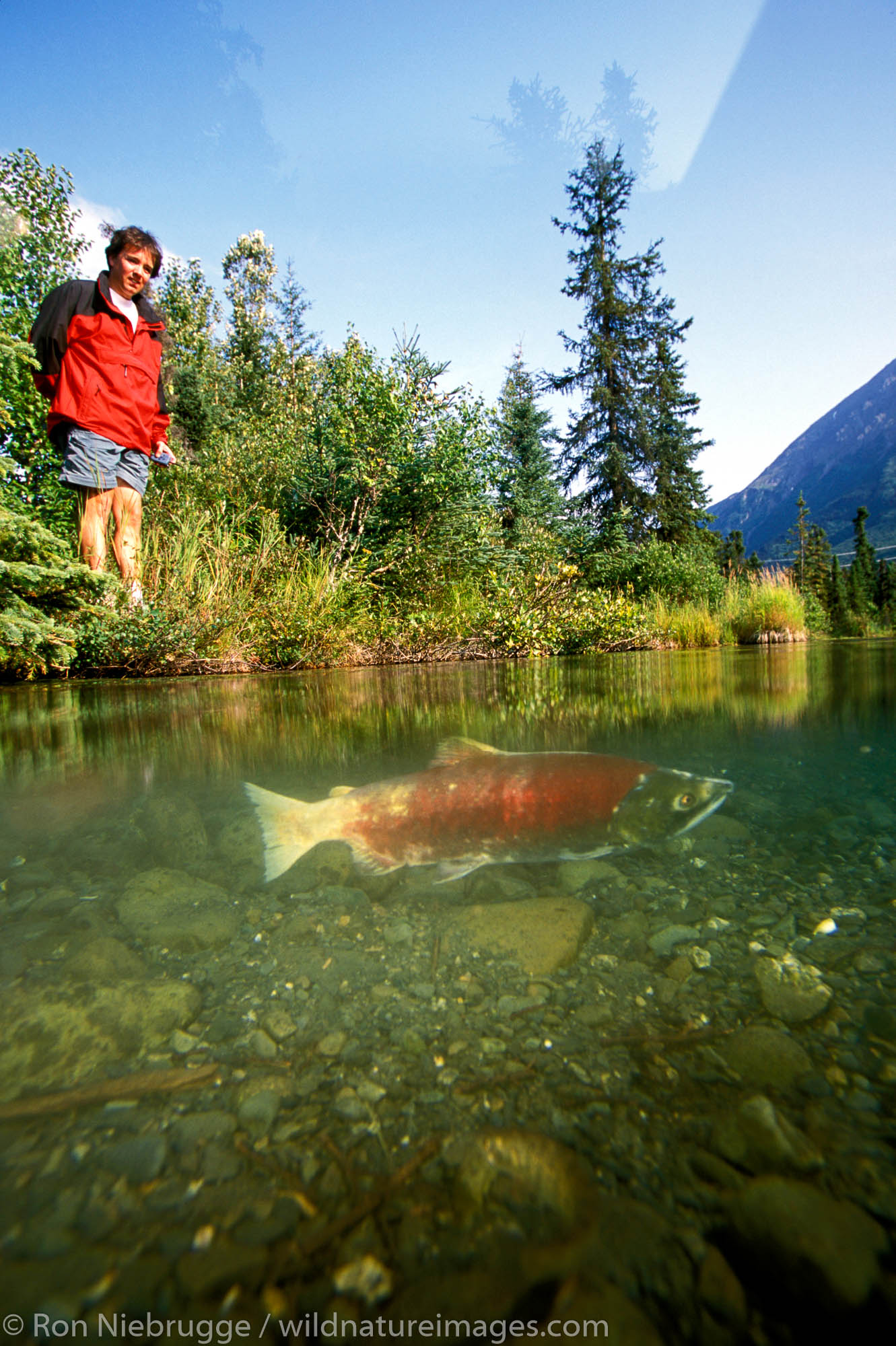 Red Salmon | Alaska | Photos by Ron Niebrugge