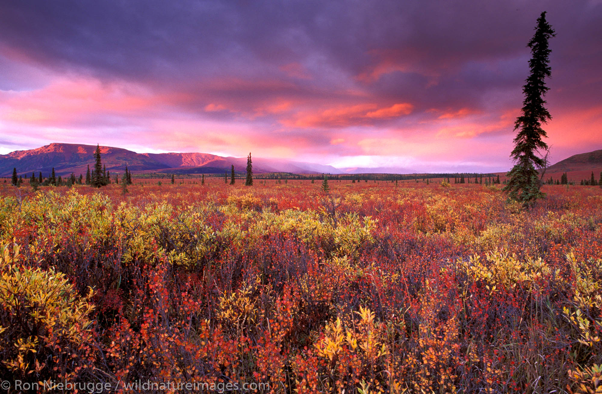 Autumn color | Denali National Park, Alaska. | Photos by Ron Niebrugge